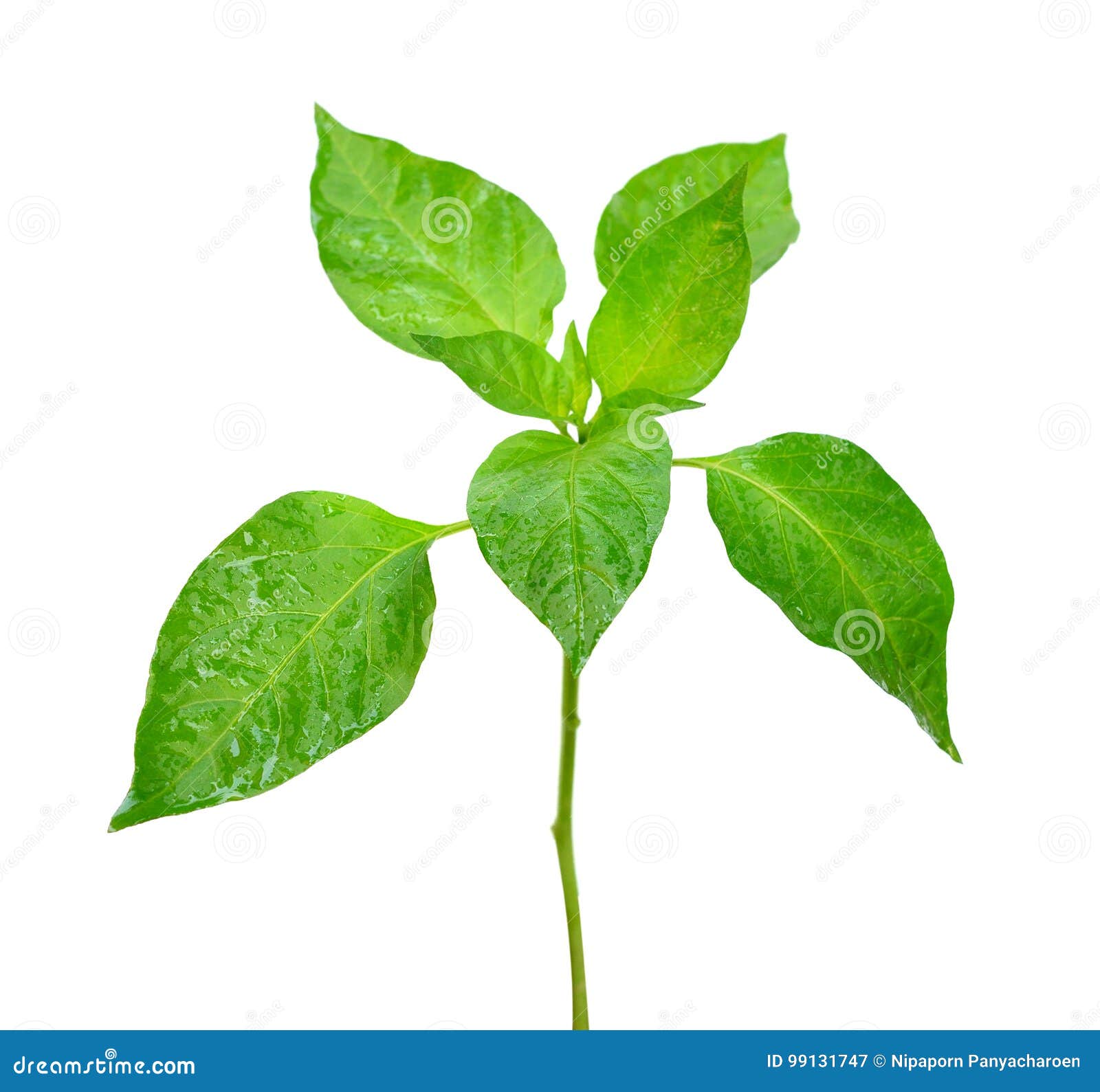 Fresh green chili tree stock image. Image of drop, healthy - 99131747