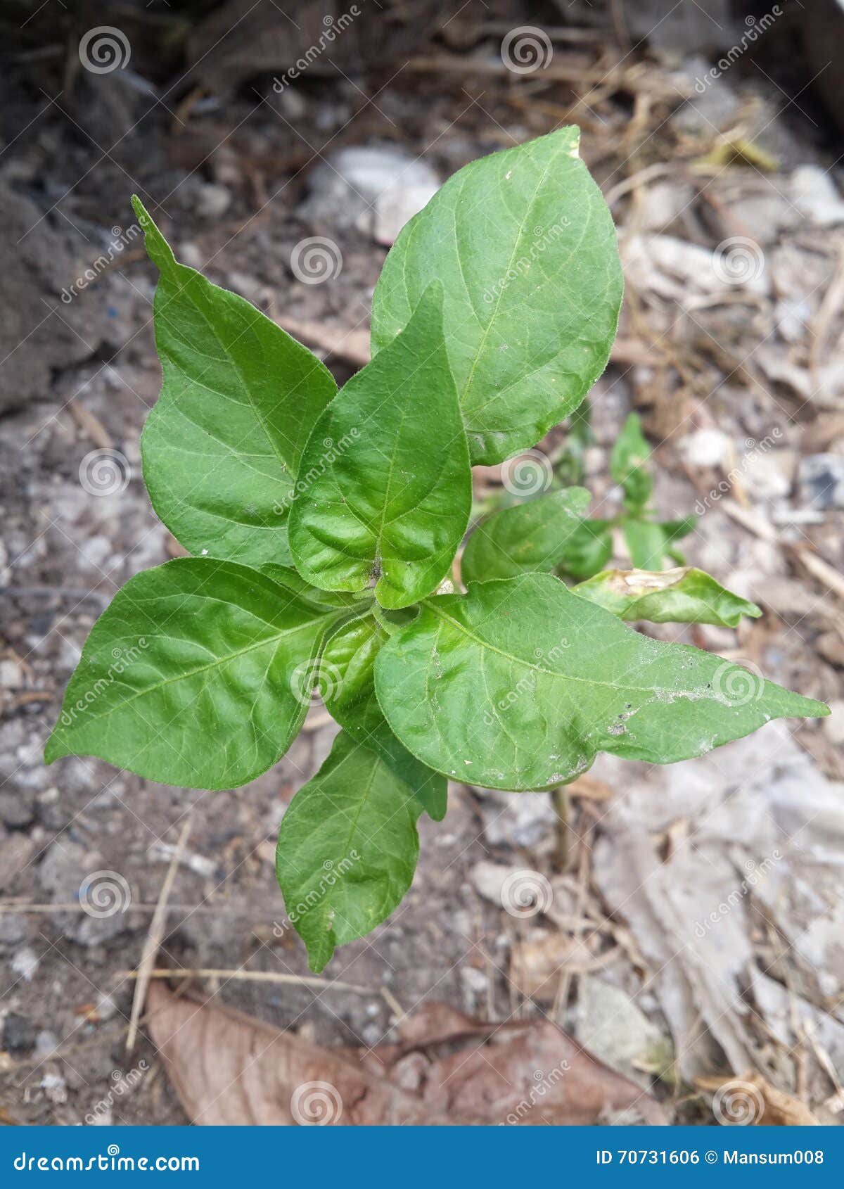 Fresh green chili tree stock photo. Image of growth, sprout - 70731606