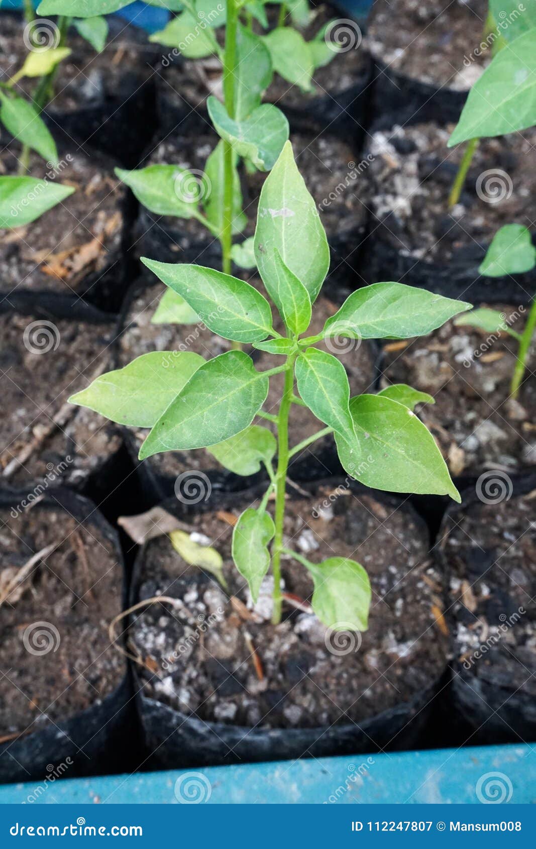 Fresh Green Chili Tree in Nature Garden Stock Image - Image of ...