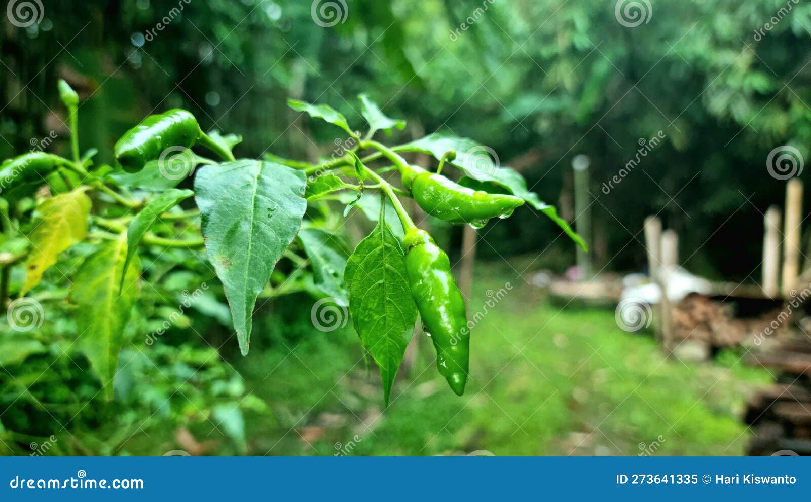 Fresh Green Chilies in Tree Stock Image - Image of nature, chilies ...