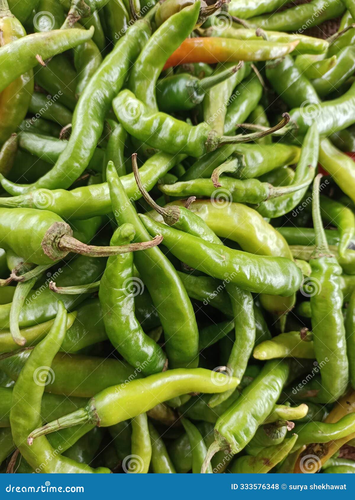 Fresh Green Chilli India Jhunjhunu Stock Photo - Image of jhunj, fresh ...