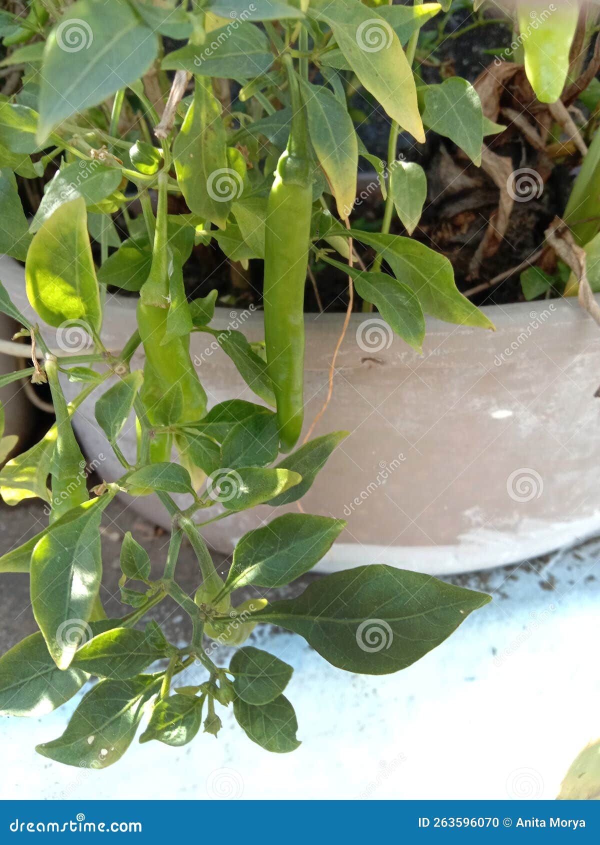Fresh green chilli in pot stock photo. Image of field - 263596070