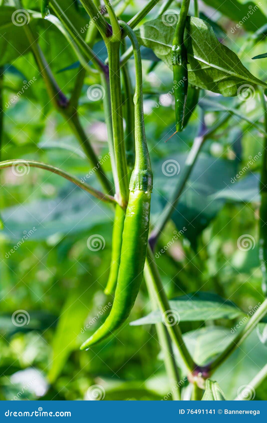Fresh green chilli on tree stock image. Image of chilli - 76491141