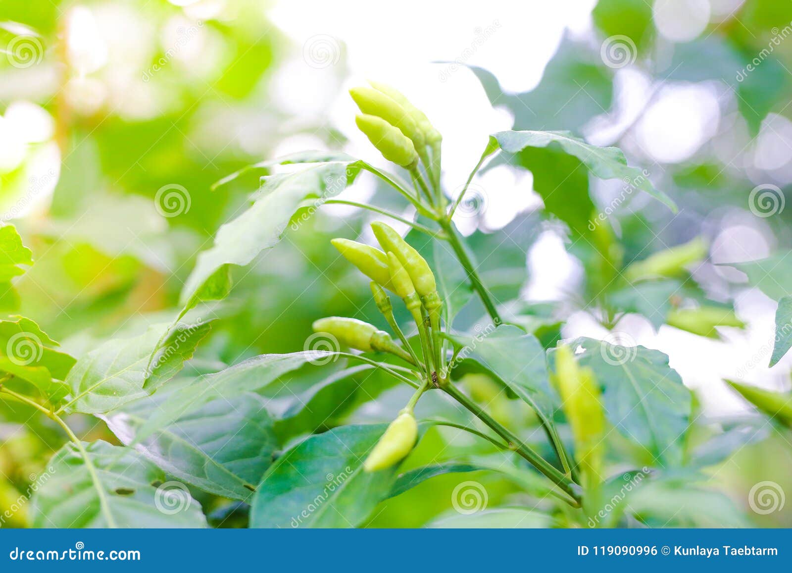Fresh Green Chilli on Tree in the Garden Stock Photo - Image of pepper ...
