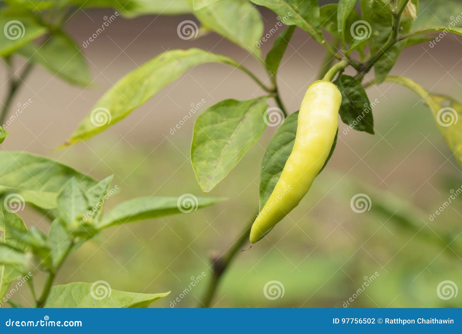 Green Chilli Tree Stock Photos - Royalty Free Stock Images