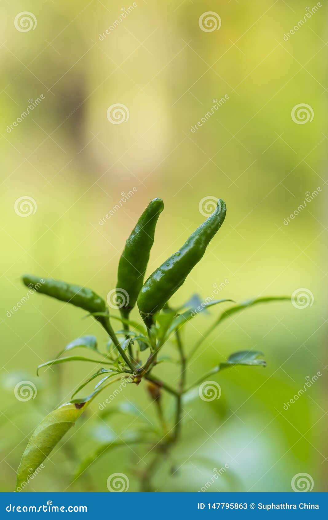 Fresh green chilli on tree stock image. Image of kitchen - 147795863
