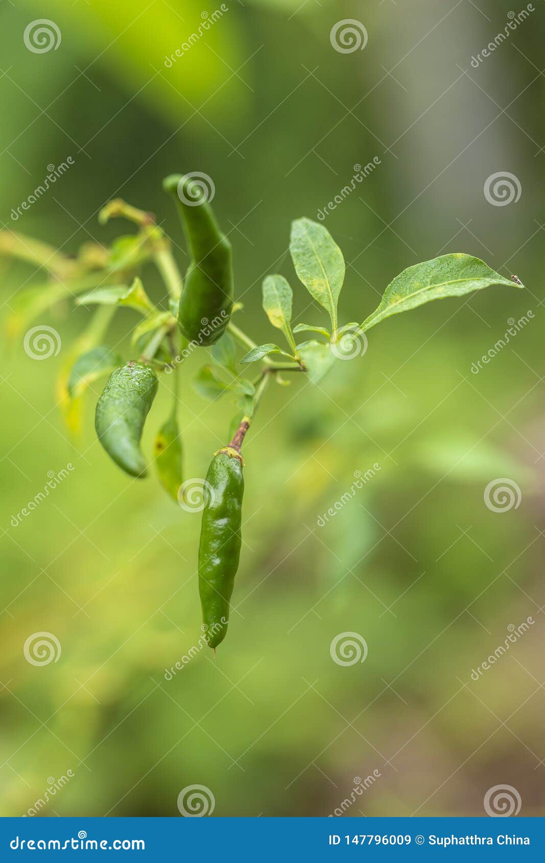 Fresh green chilli on tree stock image. Image of green - 147796009