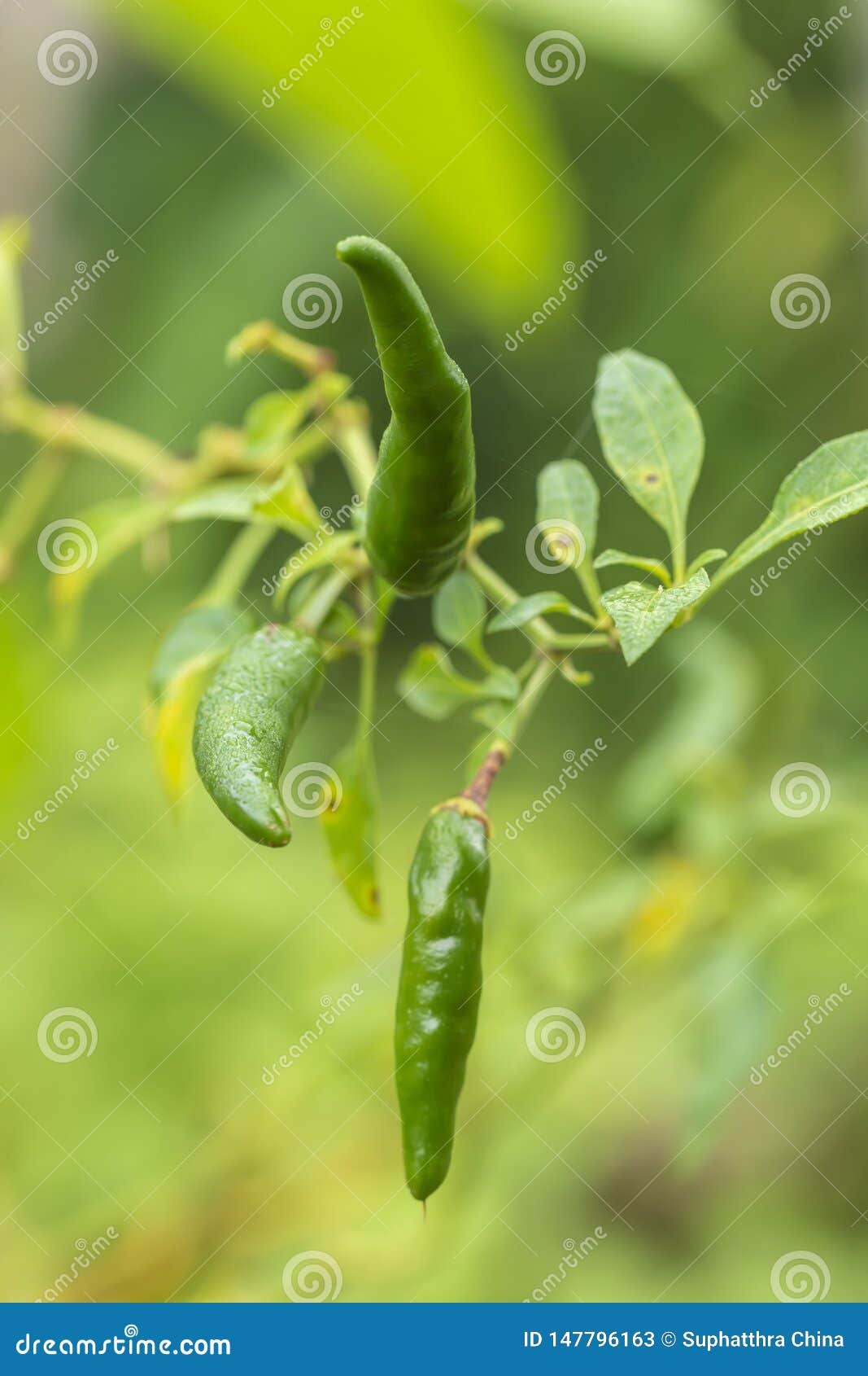 Fresh green chilli on tree stock image. Image of closeup - 147796163