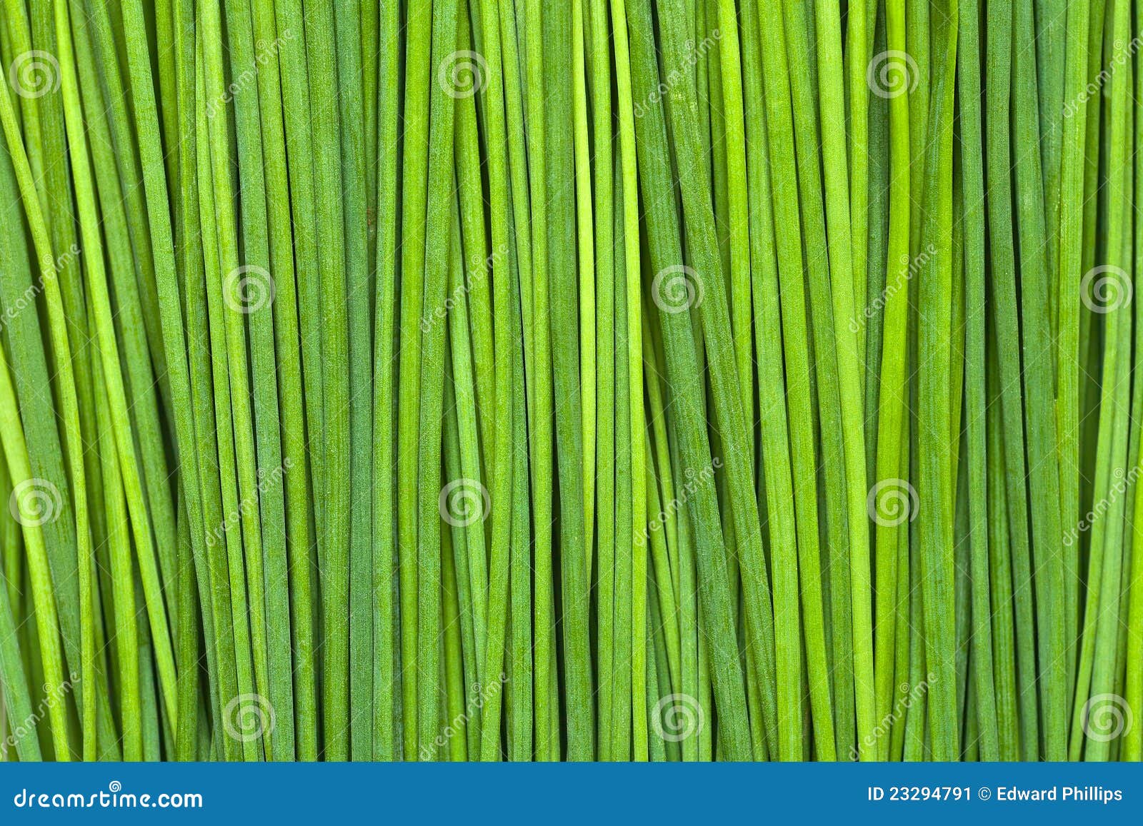 Fresh Green Chives stock image. Image of leaf, foodstuff - 23294791