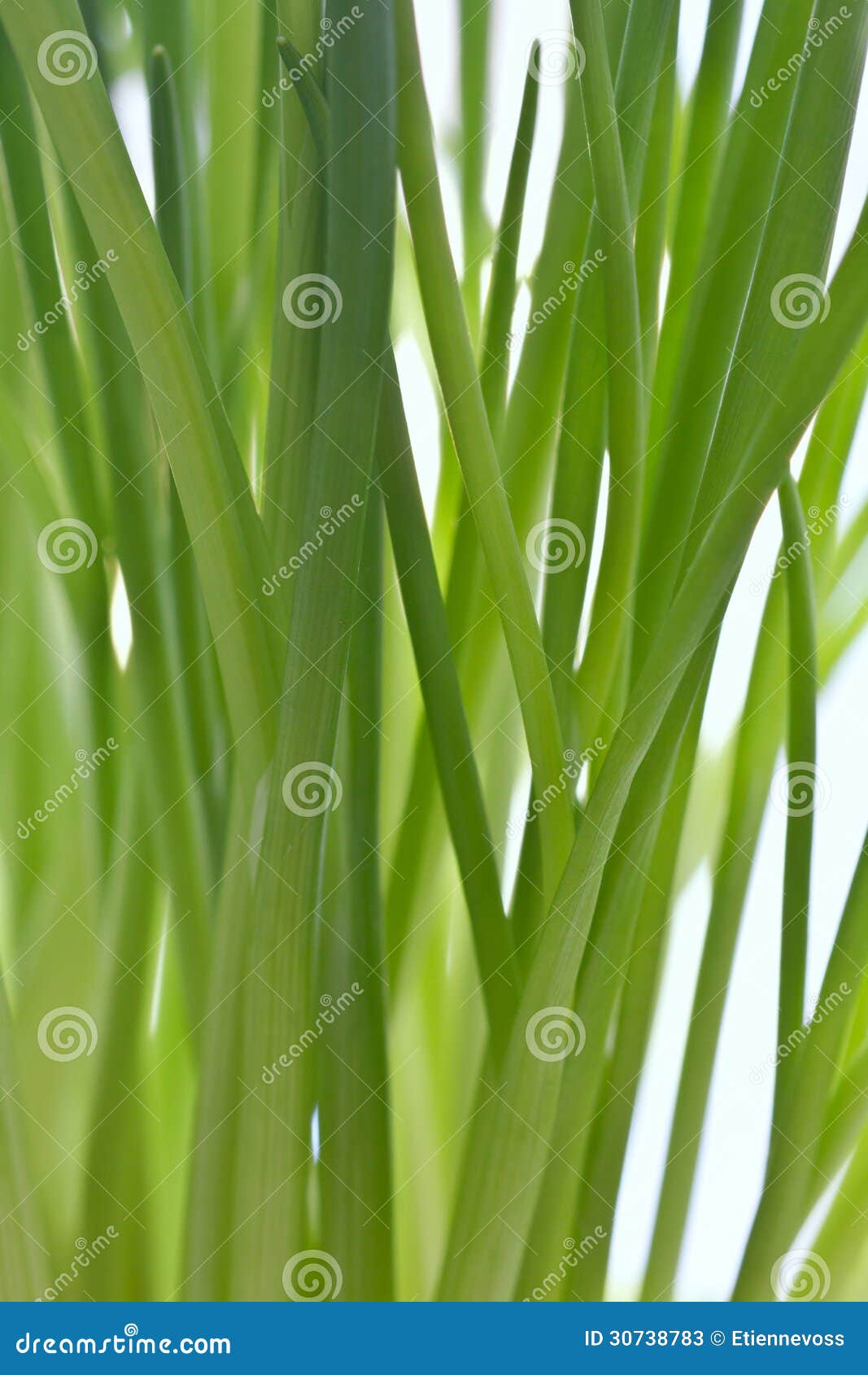 Fresh green chives stock image. Image of white, scapes - 30738783