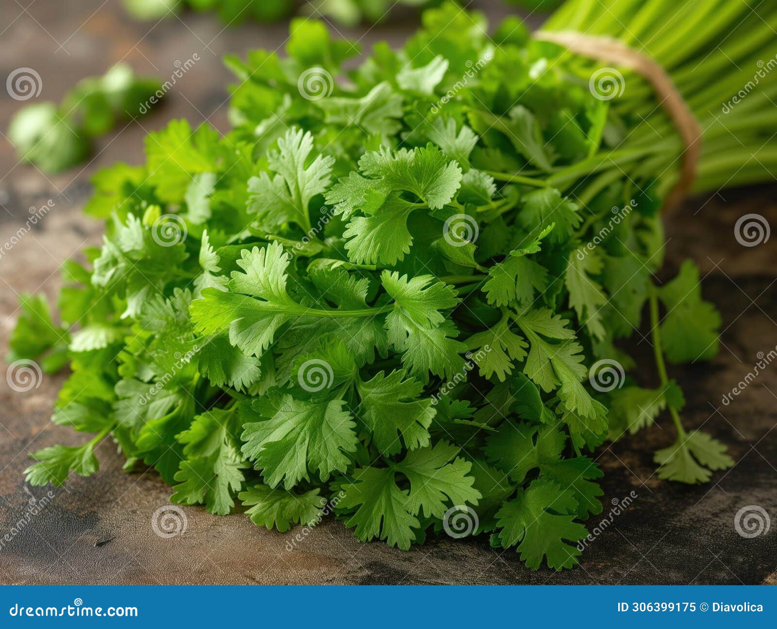Fresh Green Cilantro in a Bunch Stock Illustration - Illustration of ...