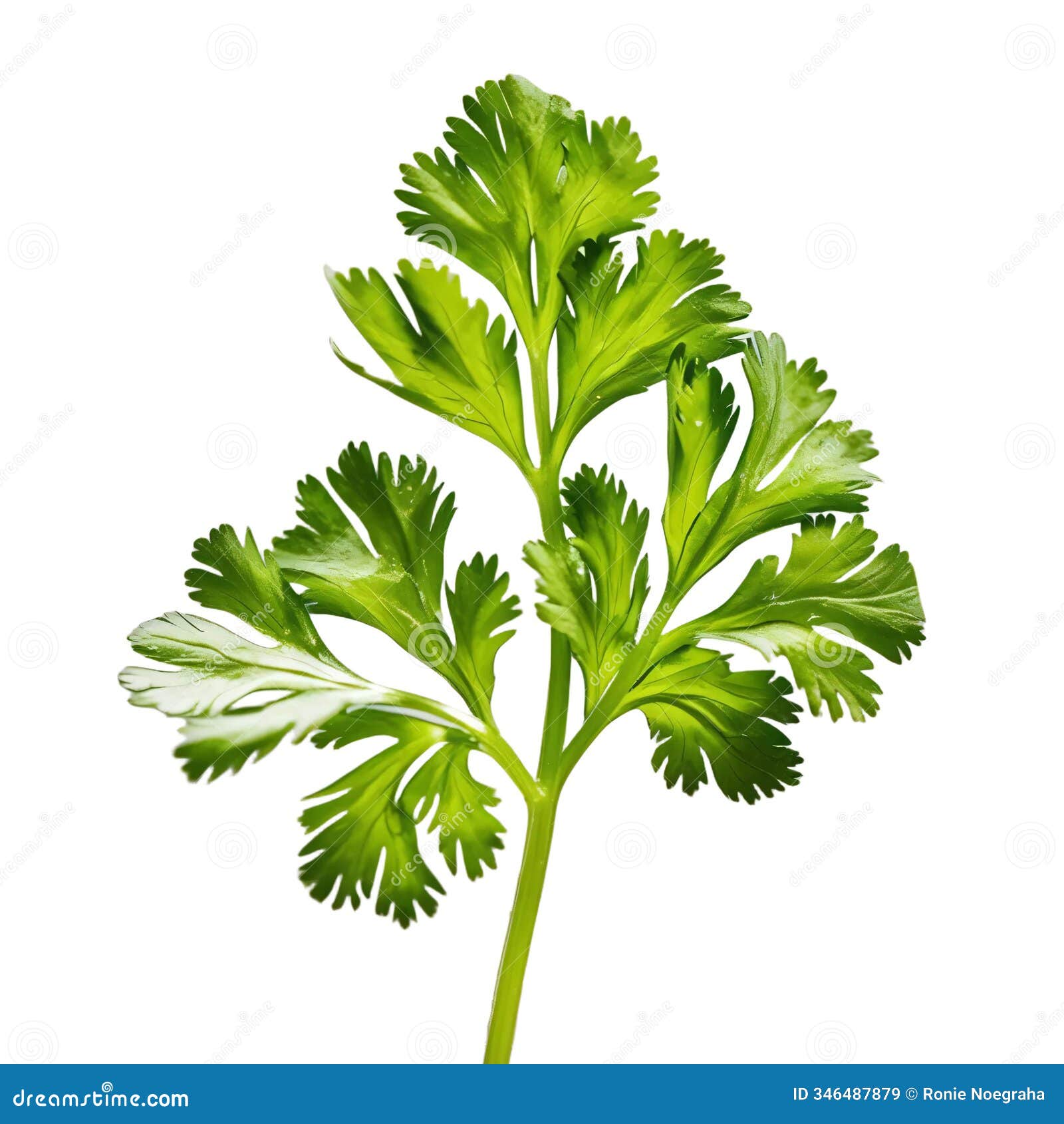Fresh Green Cilantro Leaf Isolated on Transparent Background. Stock ...