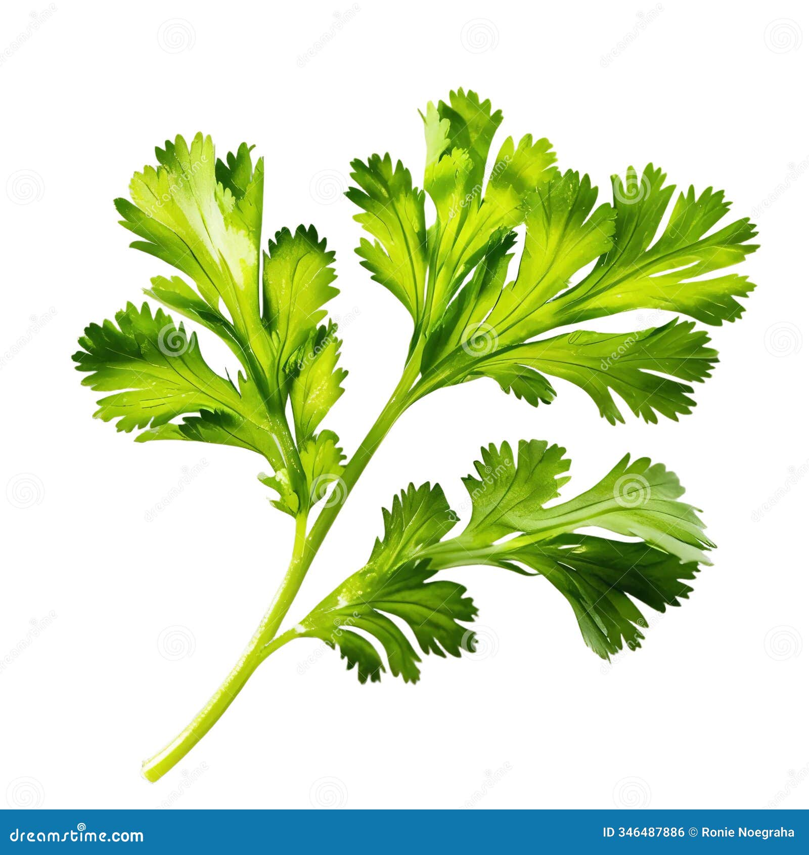 Fresh Green Cilantro Leaf Isolated on Transparent Background. Stock ...