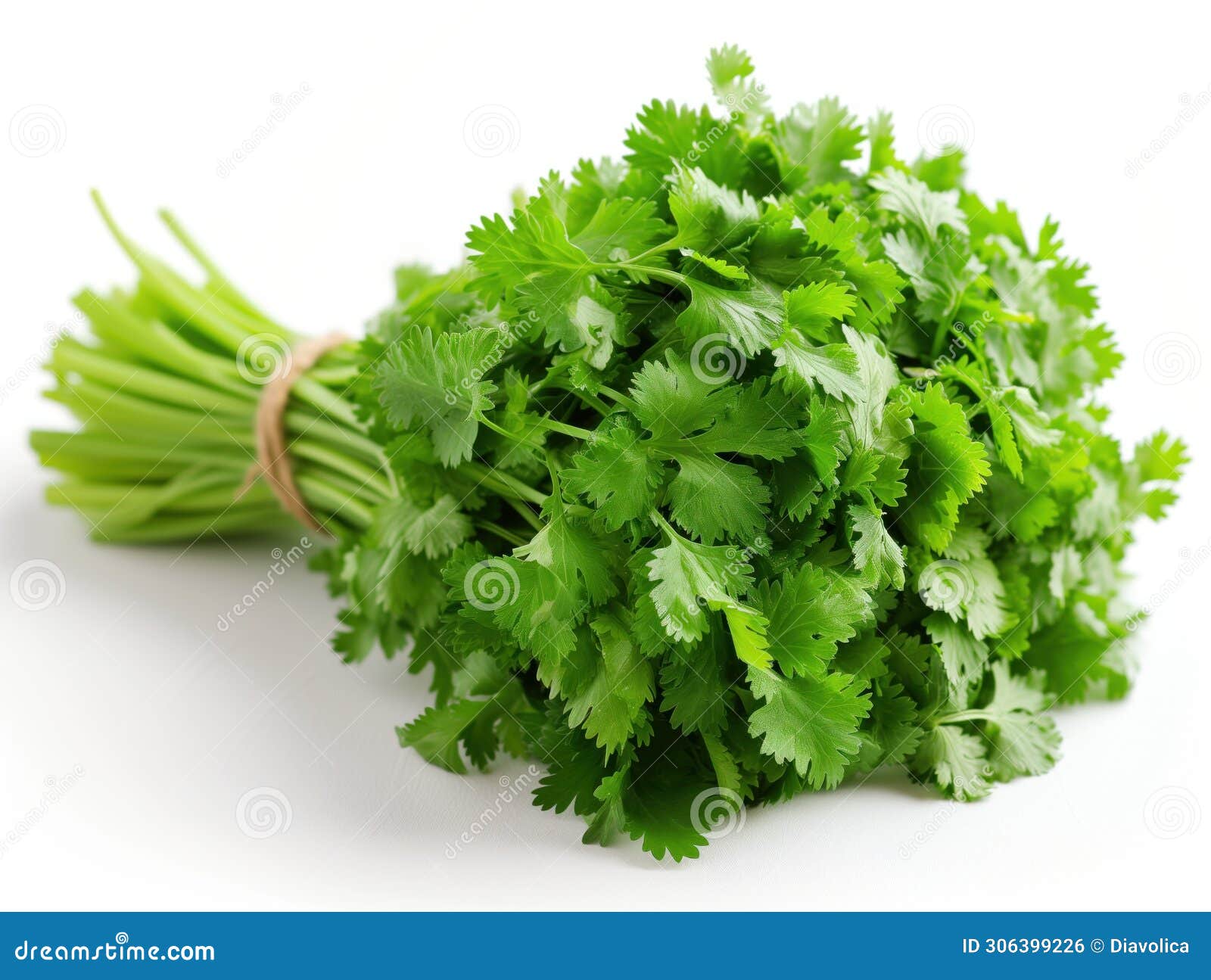 Fresh Green Cilantro White Background Stock Illustration - Illustration ...
