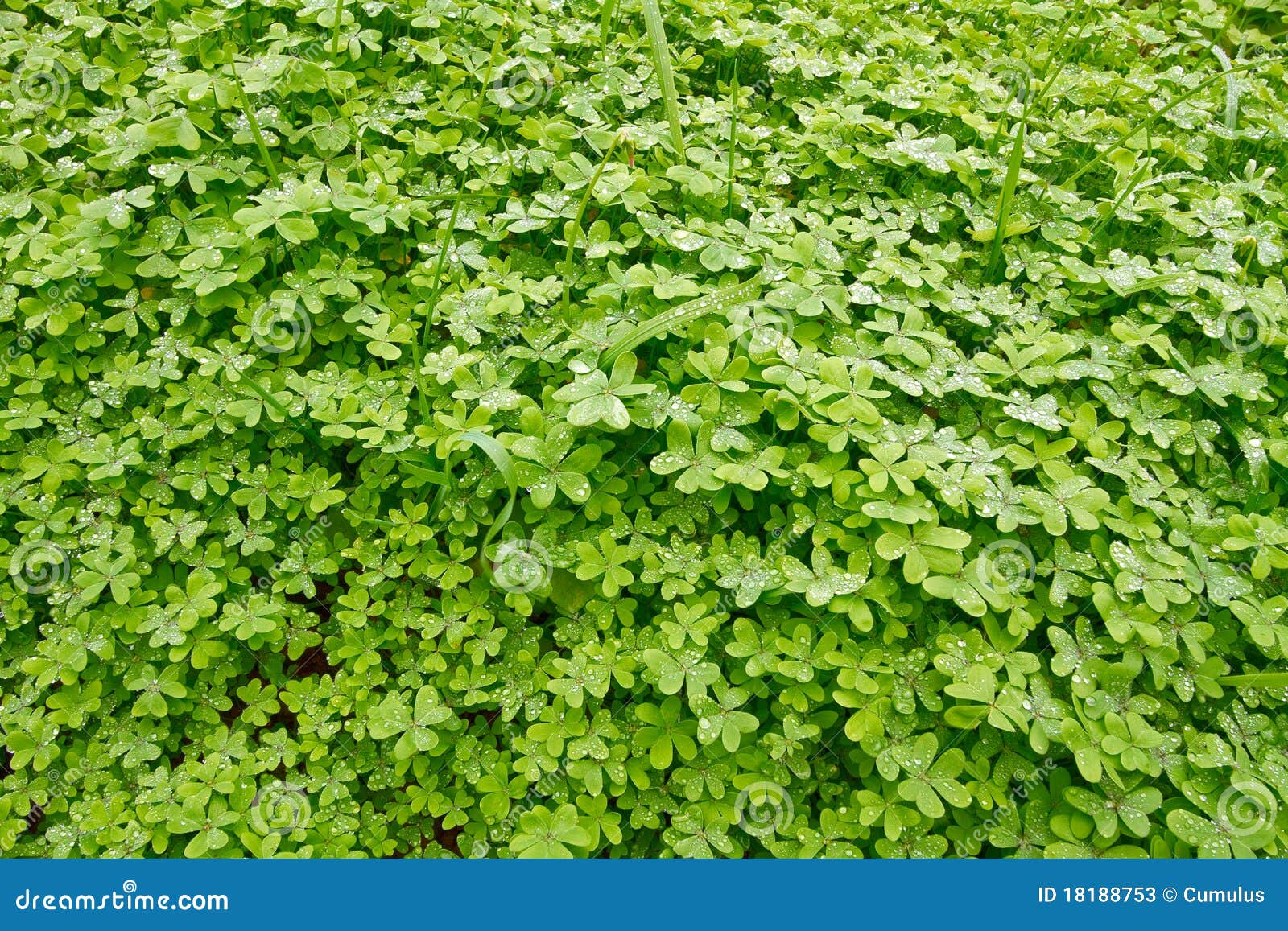 Fresh green clover. stock image. Image of closeup, fresh - 18188753