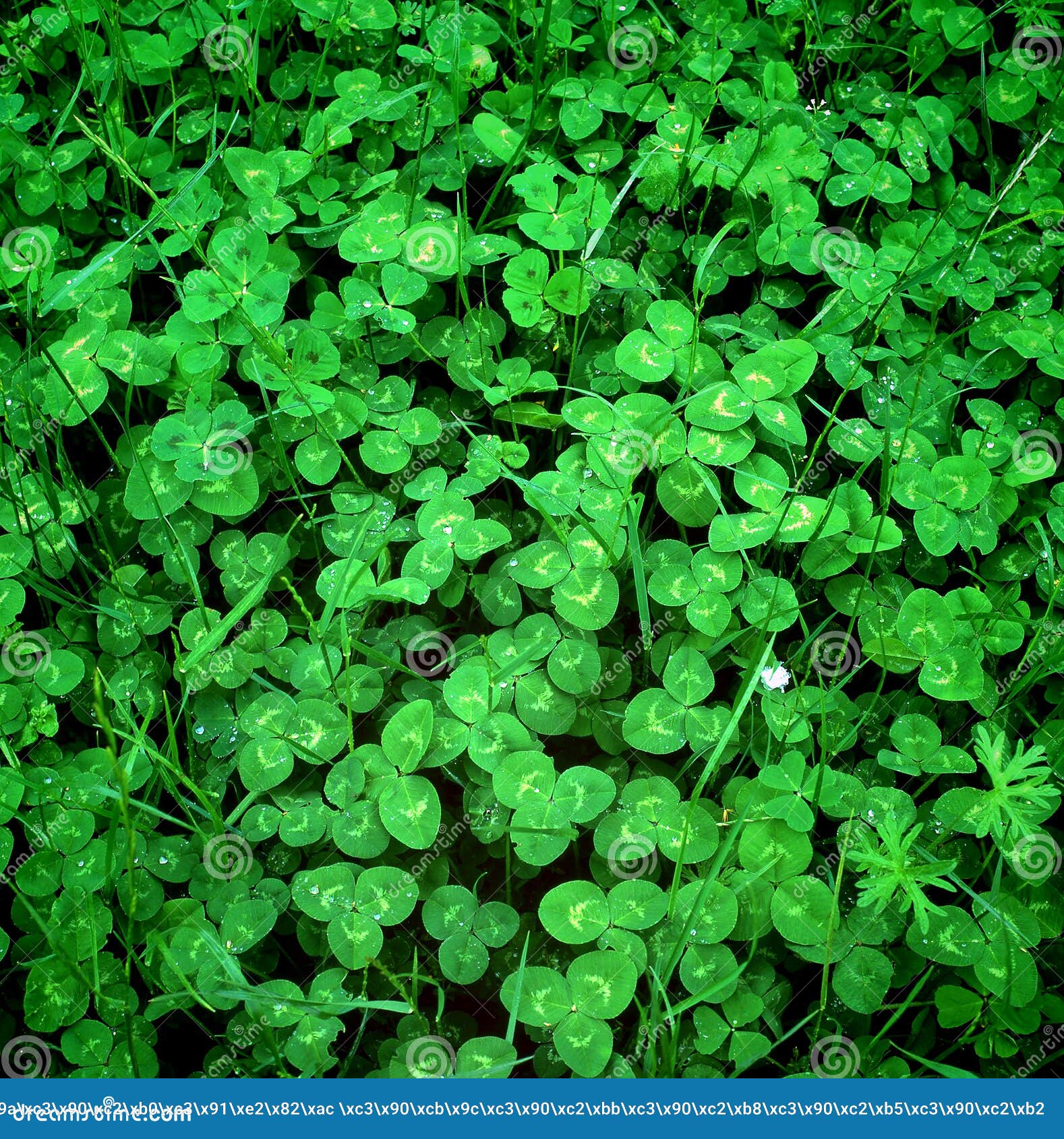 Fresh Green Clovers in the Spring Design Stock Illustration ...