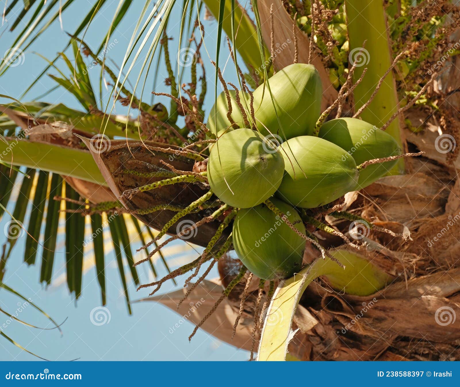 Fresh green coconat stock image. Image of tropical, trip - 238588397