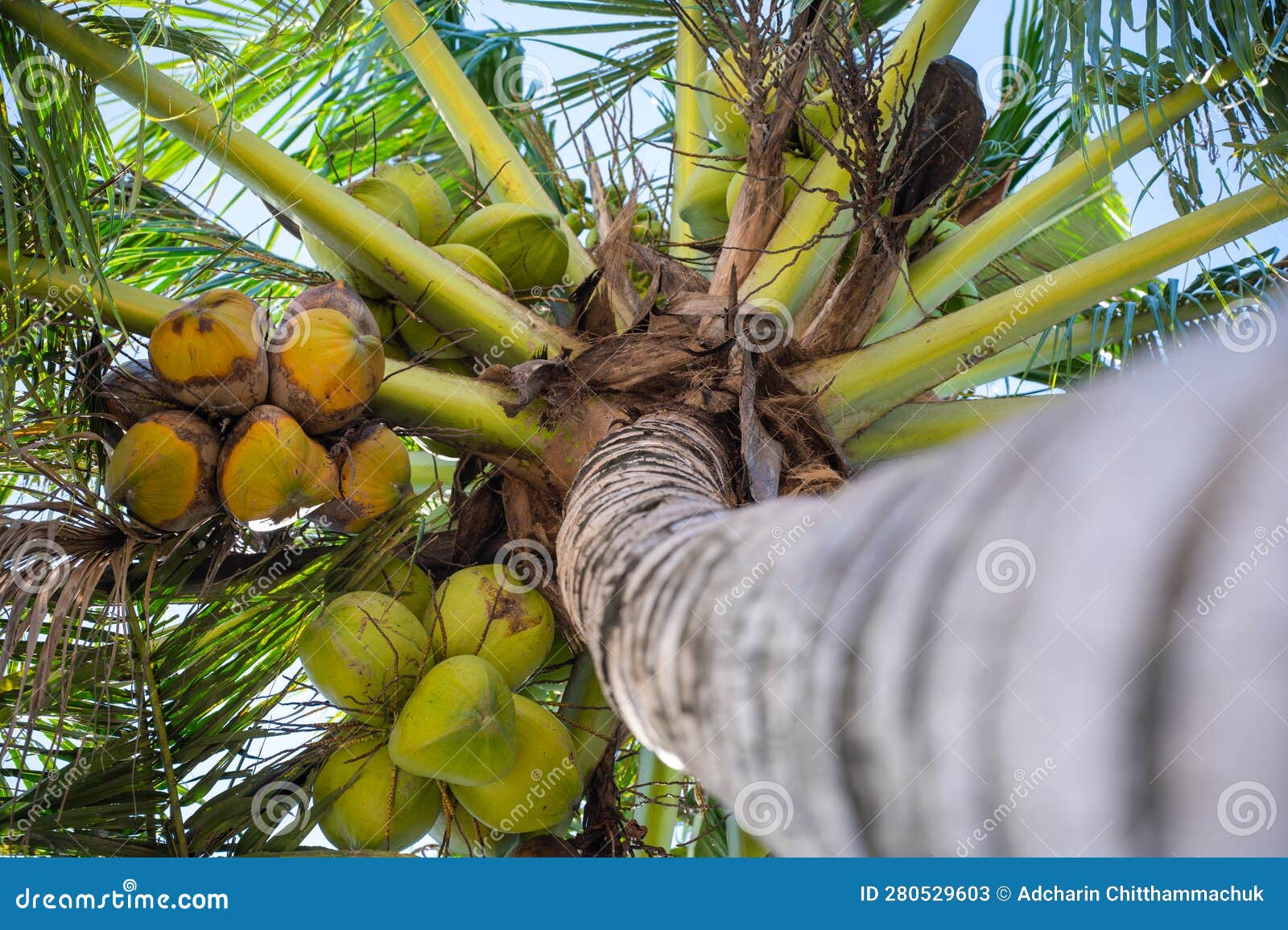 Fresh Green Coconut on the Coconut Tree, Coconut Cluster on Coconut ...