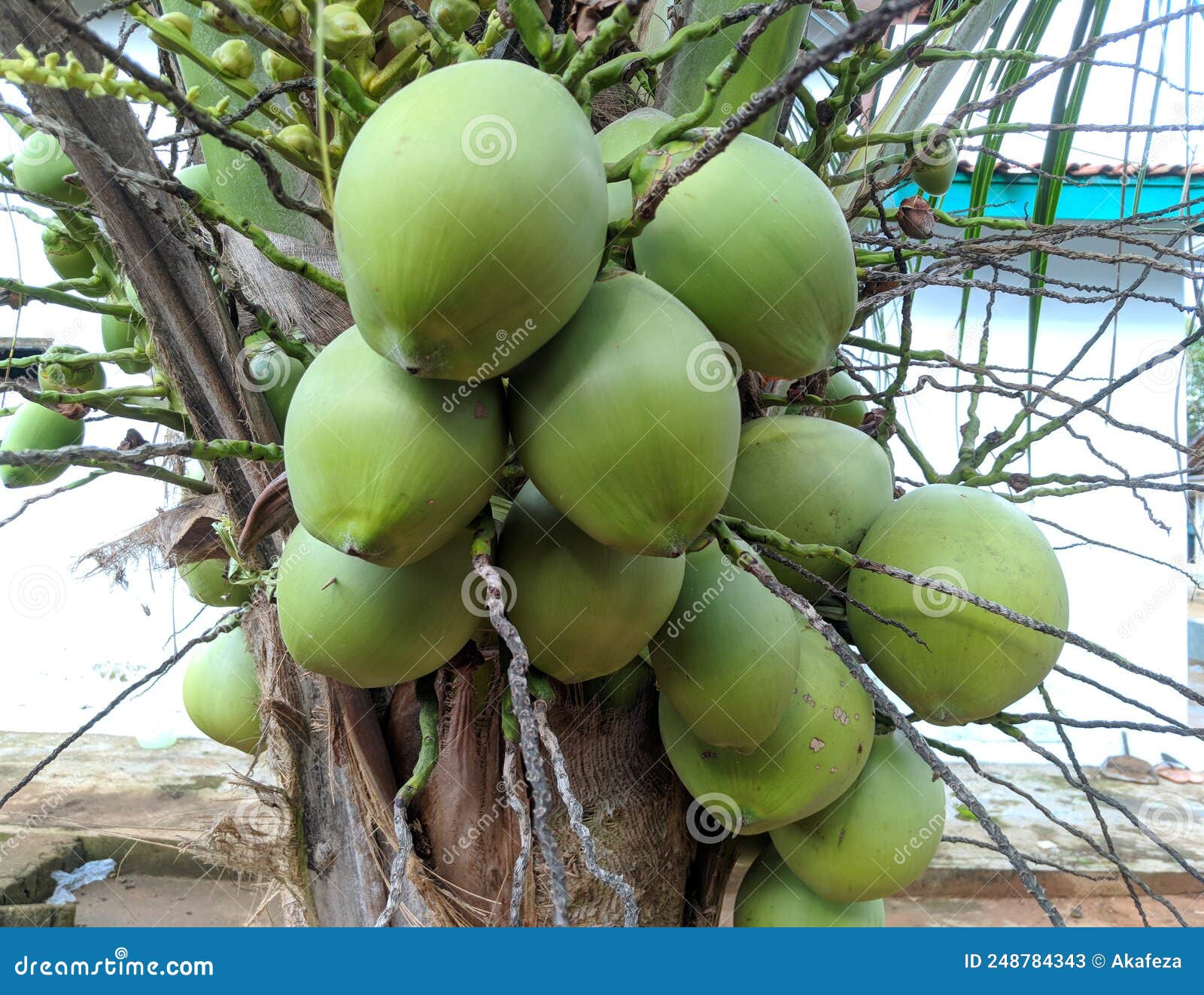 Fresh Green Coconuts on Tree, Young Coconut Stock Image - Image of ...