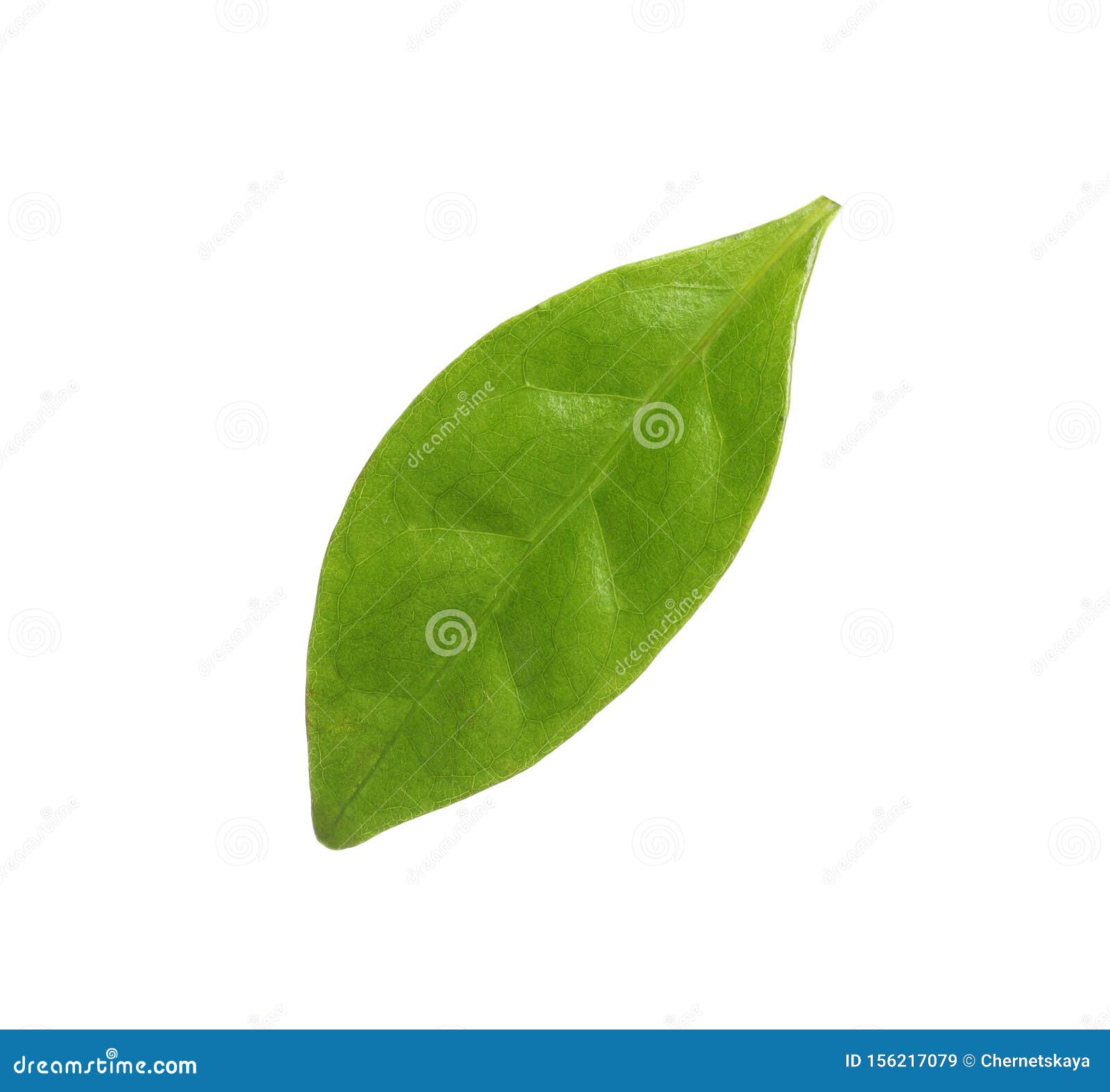 Fresh Green Coffee Leaf Isolated Stock Image - Image of botany, aroma ...