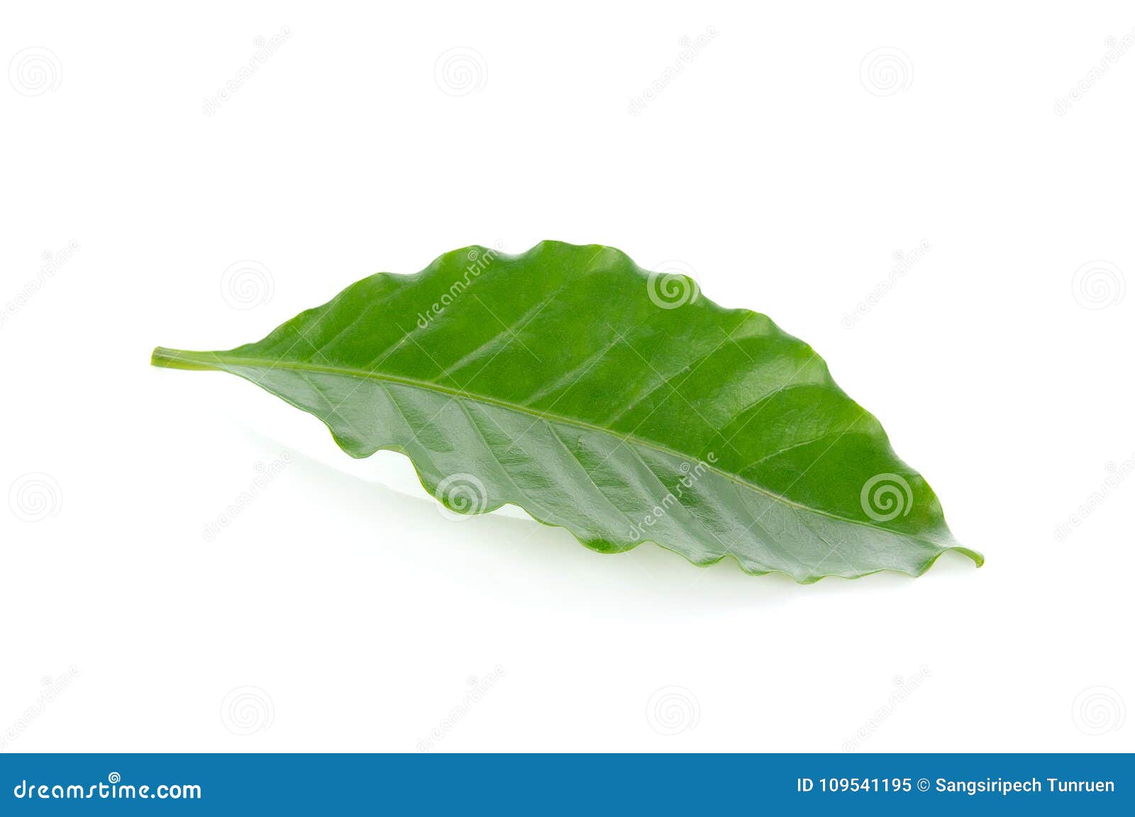 Fresh Green Coffee Leaves Isolated on White Stock Image - Image of seed ...