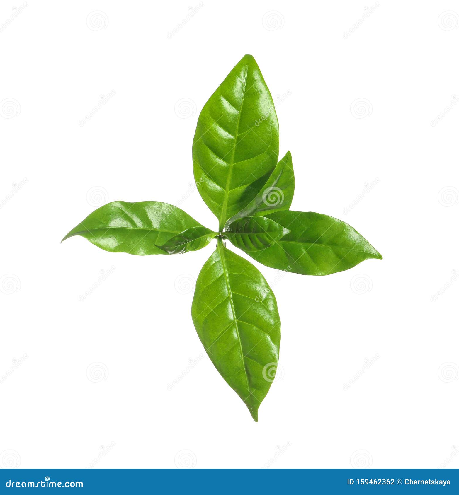 Fresh Green Coffee Leaves Isolated Stock Photo - Image of green ... Fresh Green Coffee Leaves Isolated Stock Photo - Image of green ...