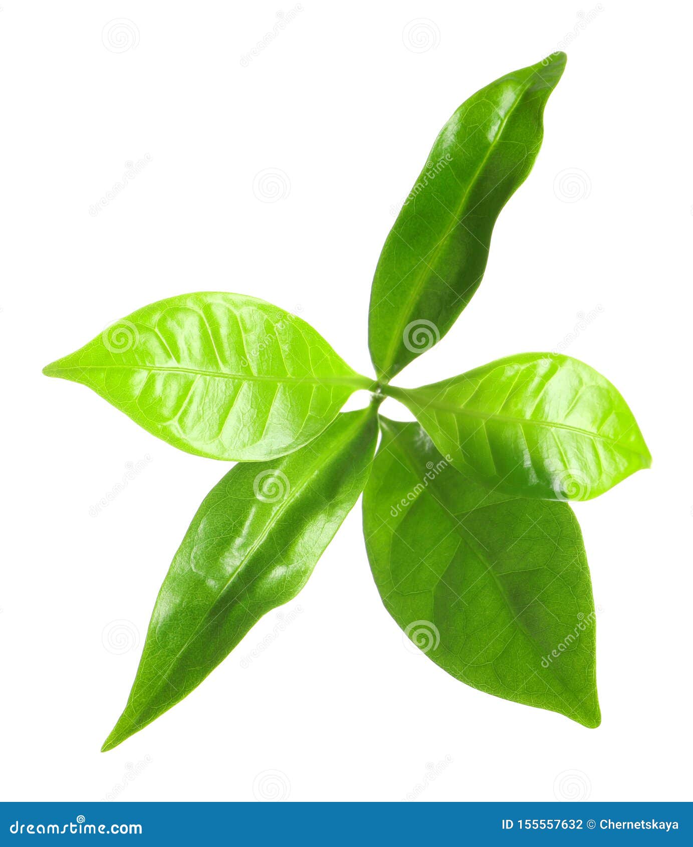 Fresh Green Coffee Leaves Isolated Stock Photo - Image of ecology ...
