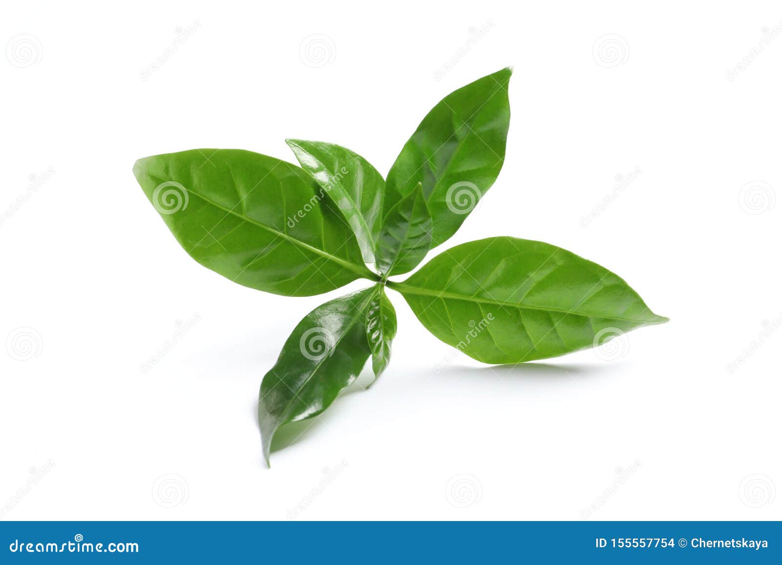 Fresh Green Coffee Leaves Isolated Stock Photo - Image of aromatic ...