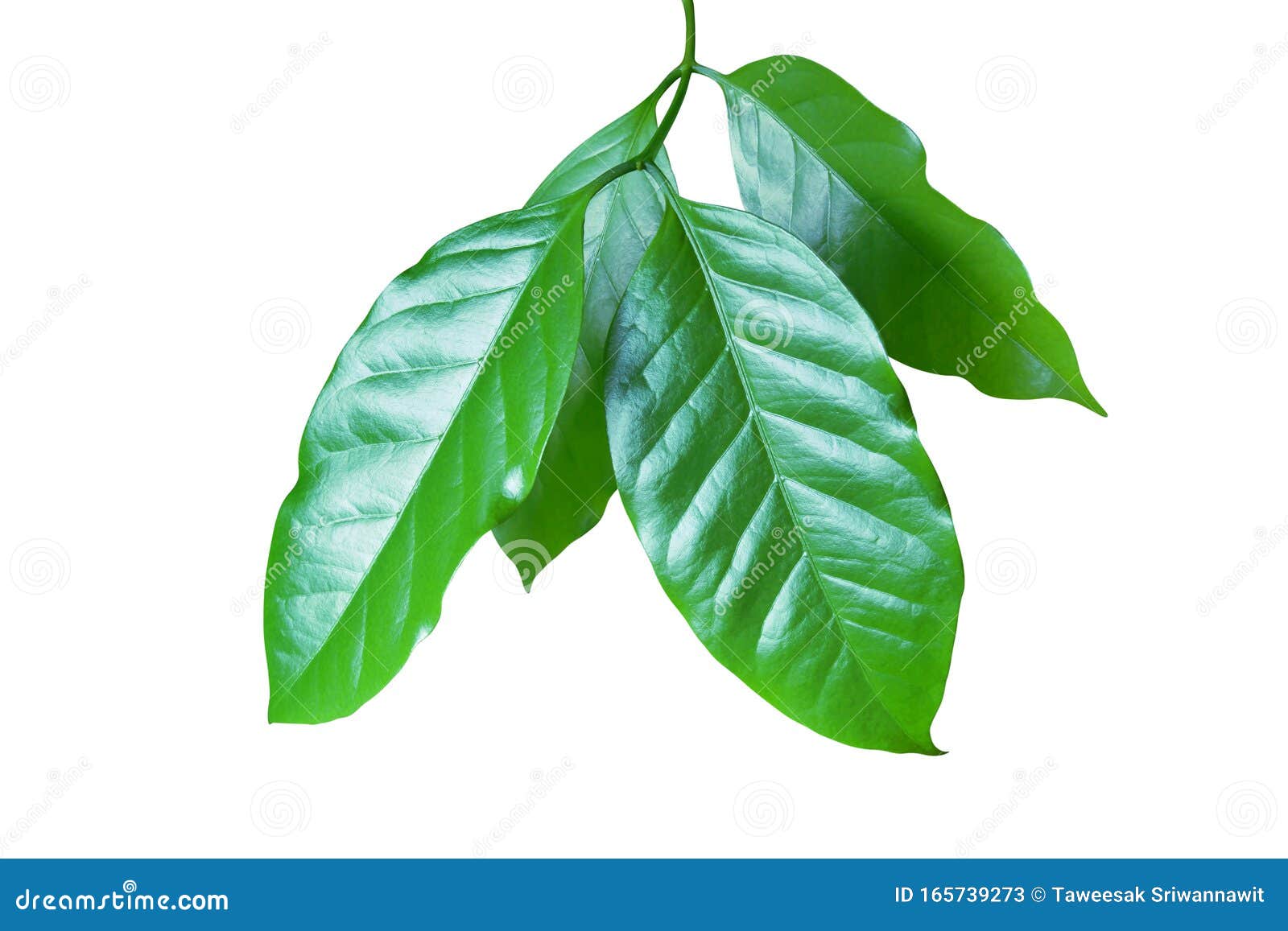 Fresh Green Coffee Leaves Isolated on White Background with Clipping ... Fresh Green Coffee Leaves Isolated on White Background with Clipping ...