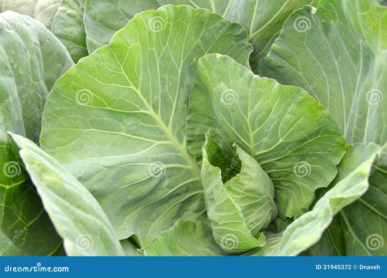 Fresh green collard stock photo. Image of agriculture - 31945372