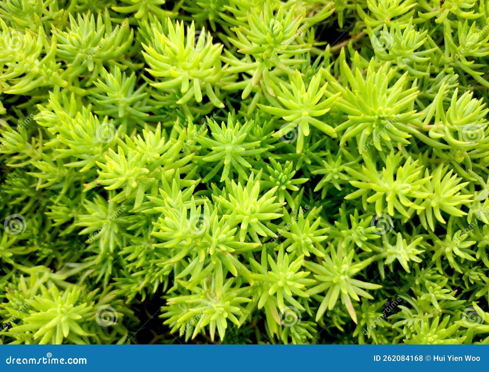 Fresh Green Color Botany Plant Succulent Background. Stock Photo ...