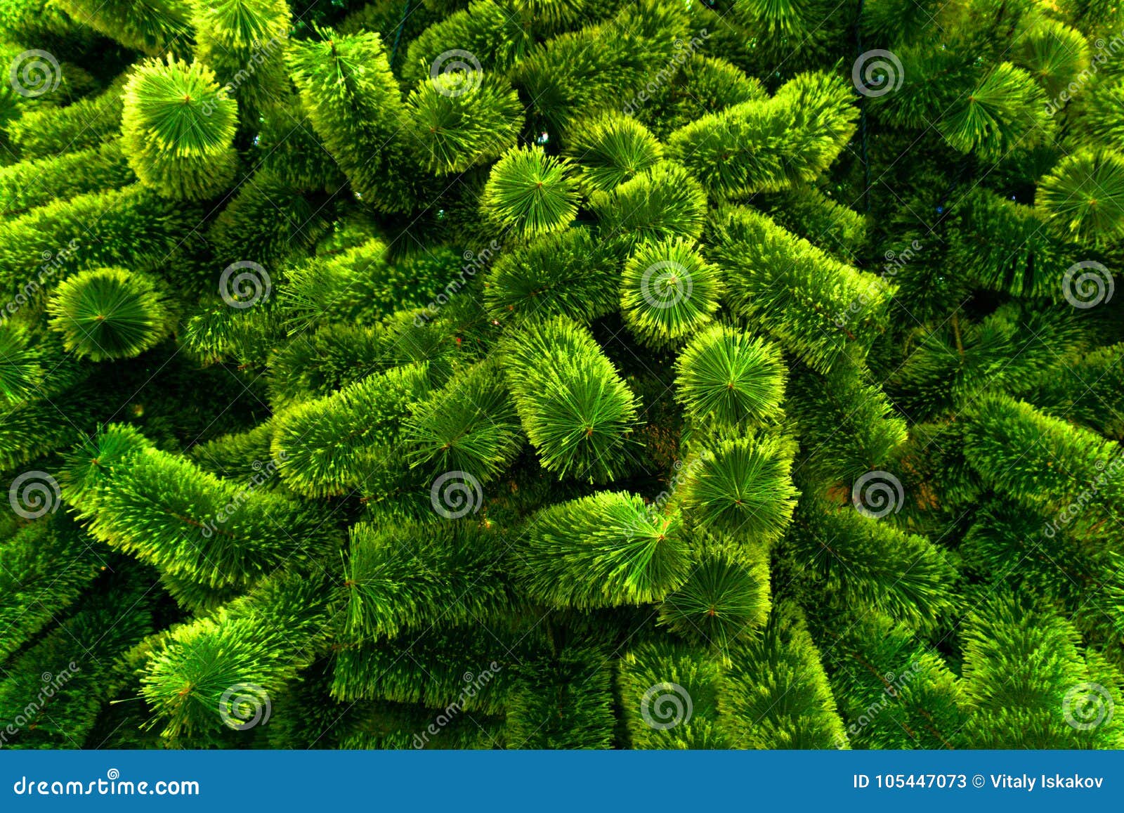 Fresh Green Color Needle Shaped Leaves Stock Image - Image of ...