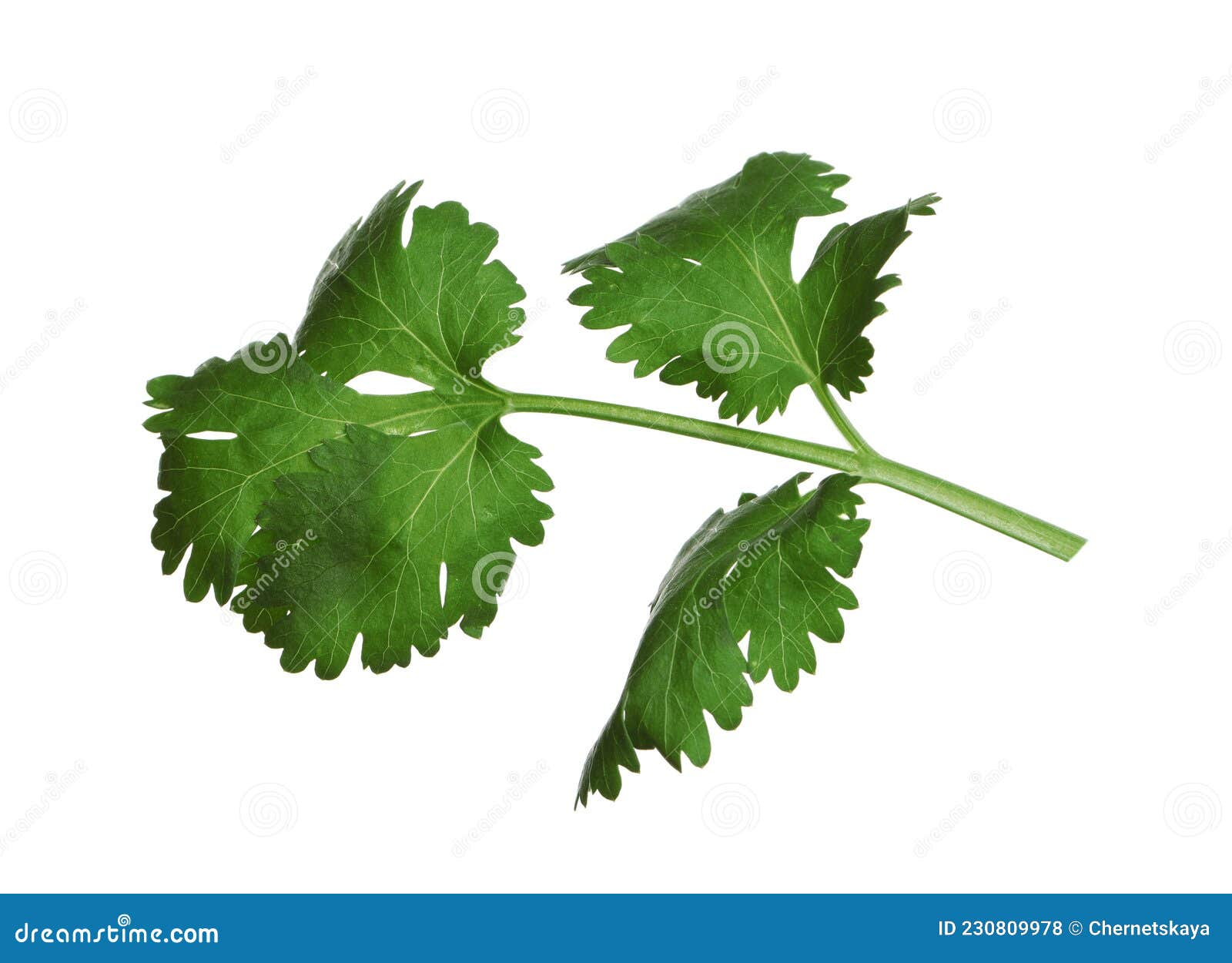 Fresh Green Coriander Leaves Isolated on White Stock Photo - Image of ...
