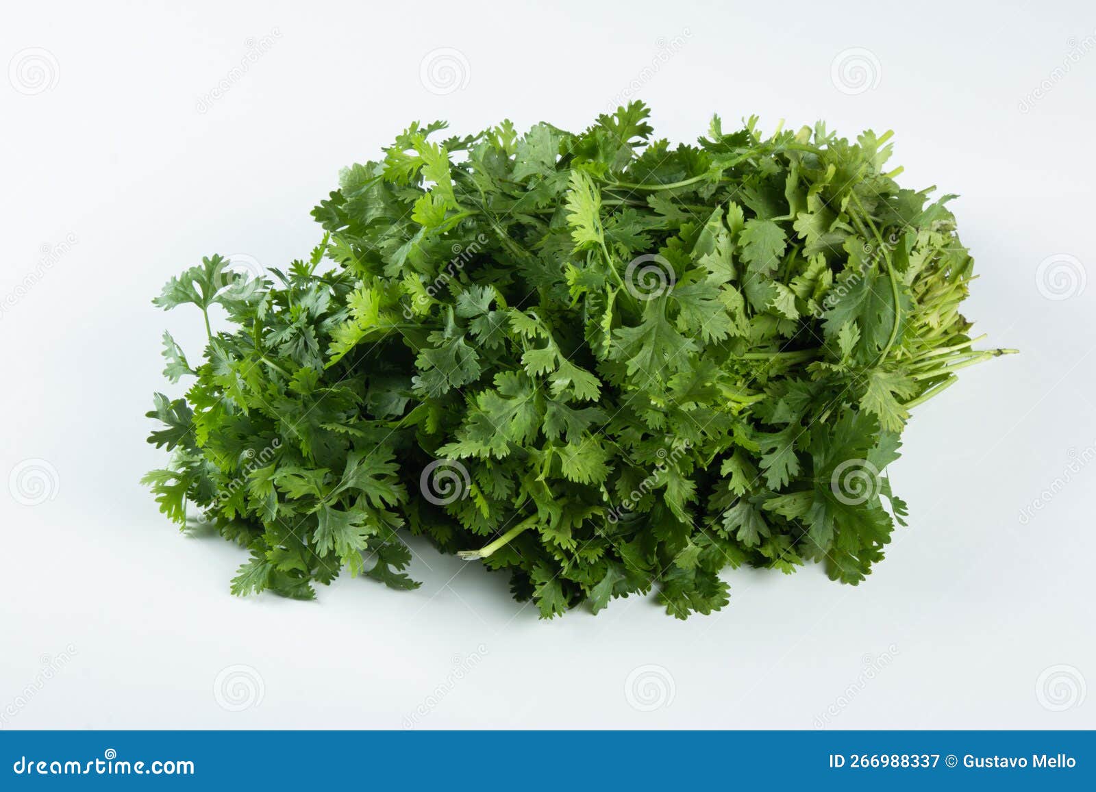 Fresh Green Coriander Leaves on White Background Stock Image - Image of ...