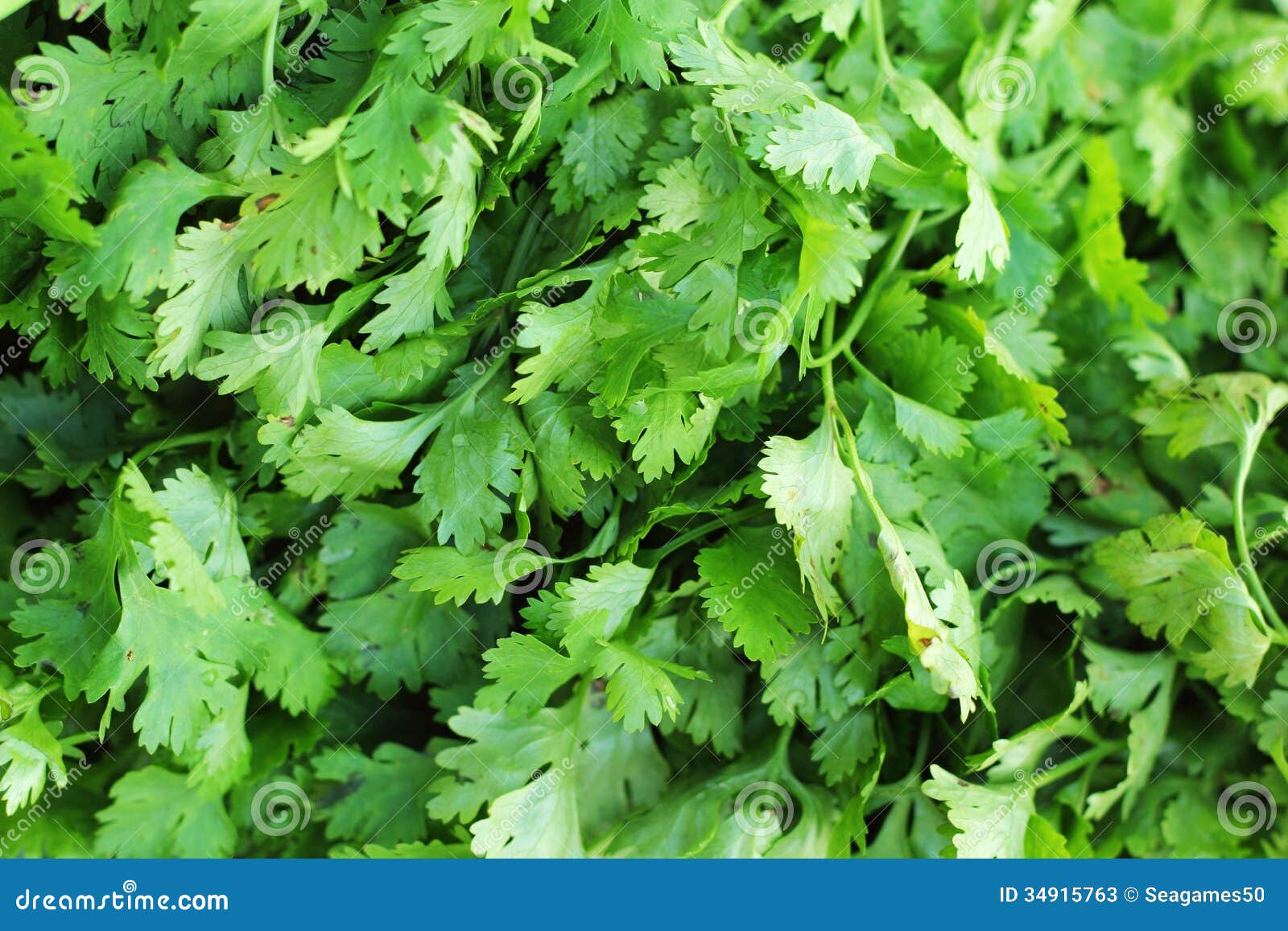 Fresh Green Coriander Market Stock Images - Download 895 Royalty Free ...