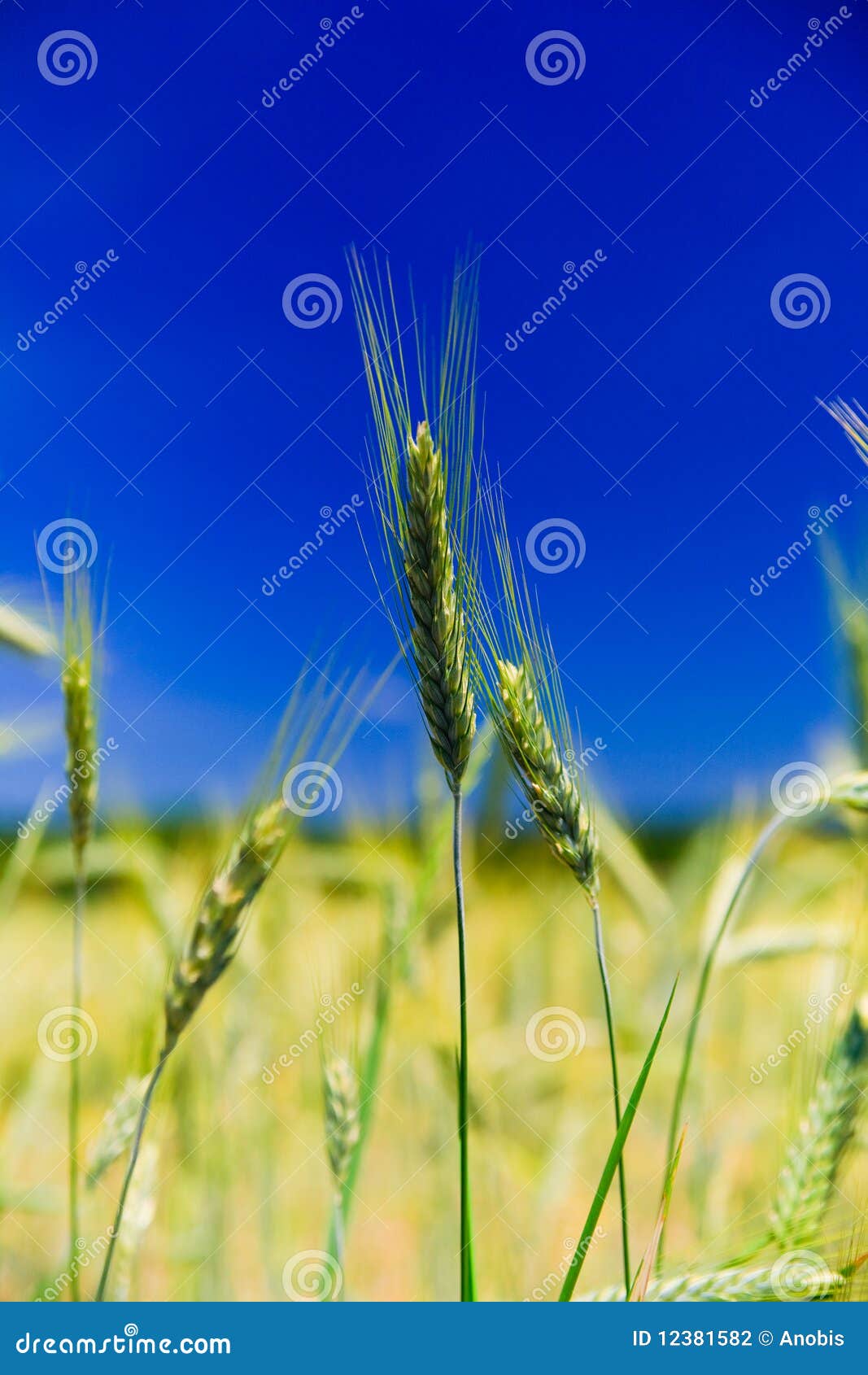 Fresh green corn stock photo. Image of crop, organic - 12381582