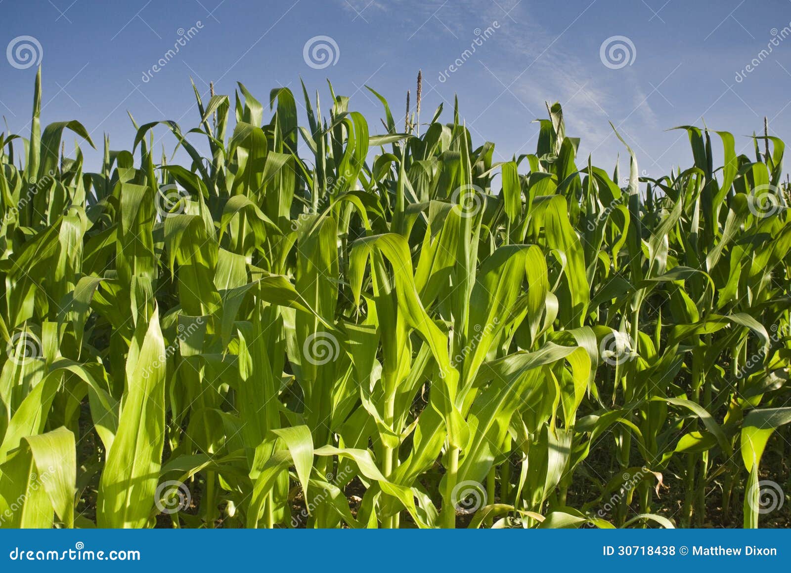 Fresh green corn crops stock photo. Image of horizon - 30718438