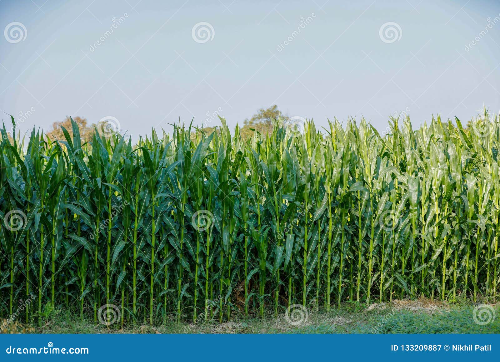 Green corn field india stock image. Image of blue, farmer - 133209887