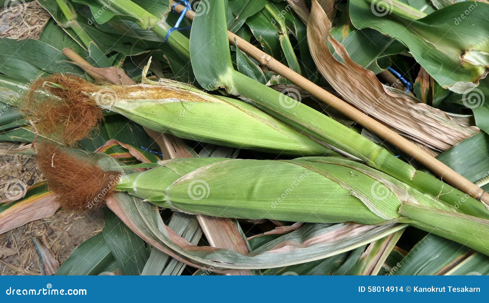 Fresh Green Corn from the Field Stock Photo - Image of harvast, corn ...