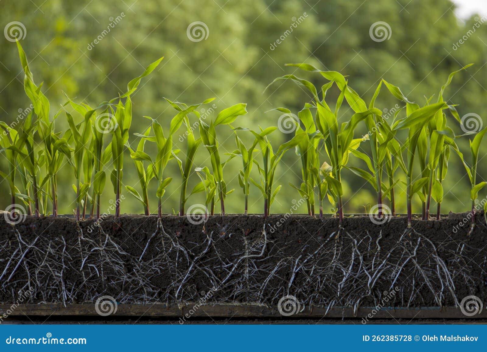 Fresh Green Corn Plants with Roots Stock Photo - Image of gardening ...