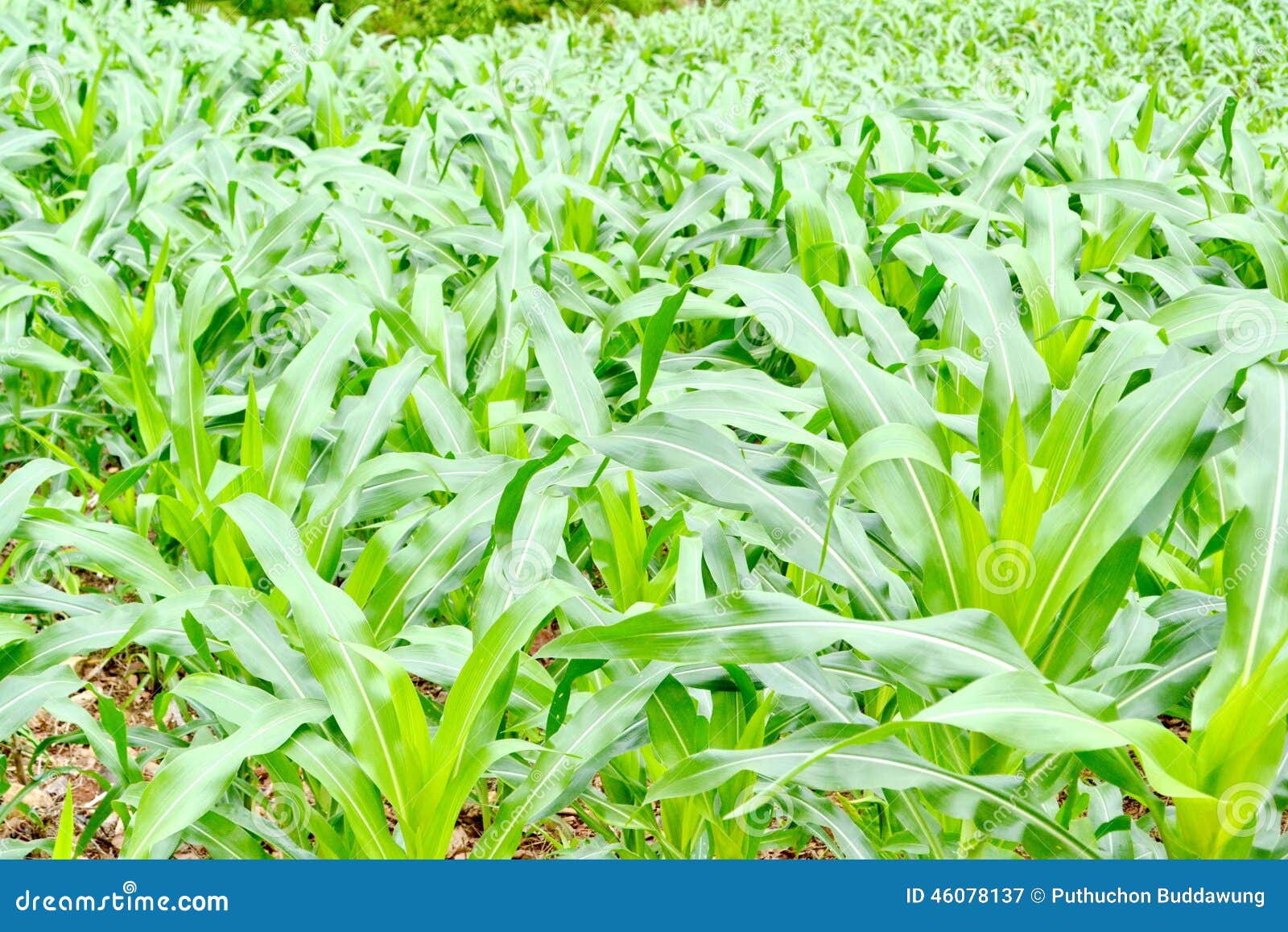 Fresh green corn stock image. Image of fresh, environment - 46078137