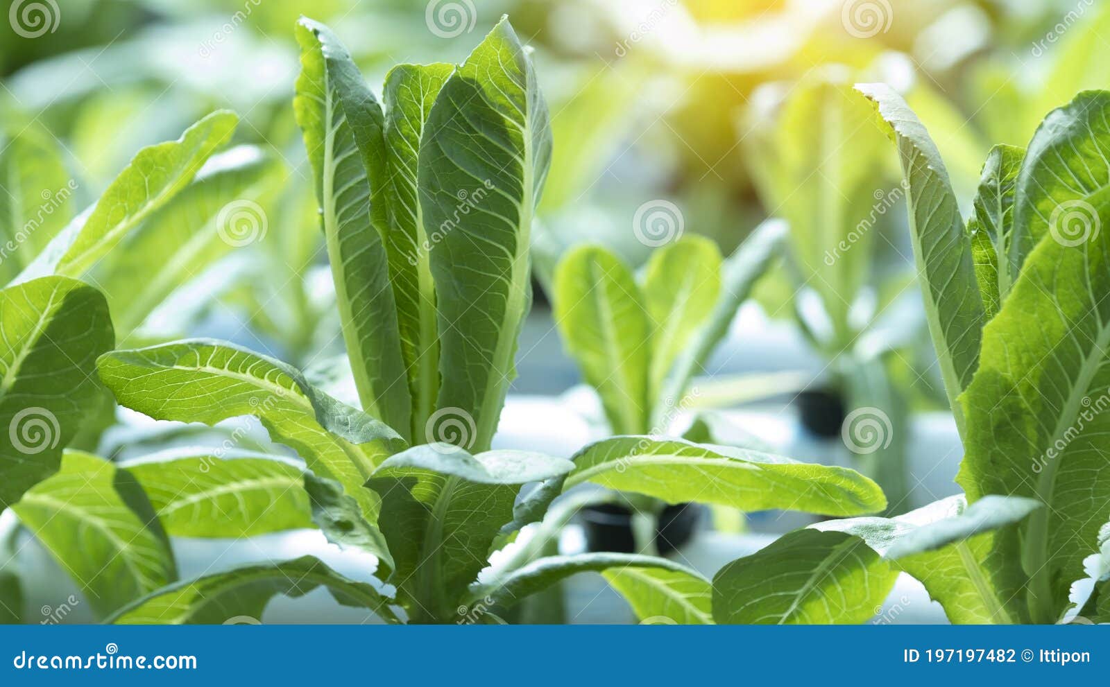 Fresh Green Cos Lettuce Growing Stock Photo - Image of freshness, farm ...