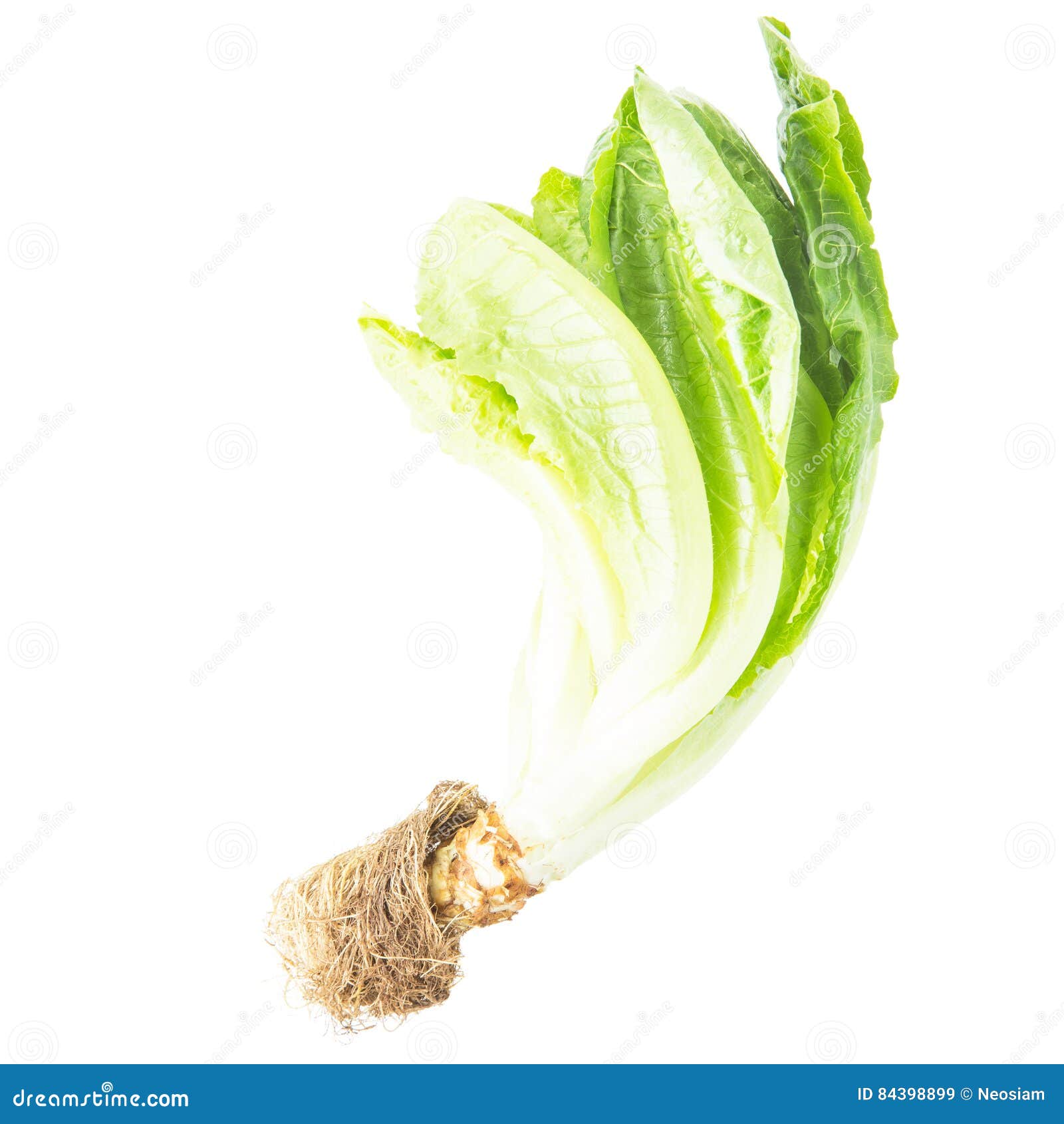 Fresh green cos lettuce stock image. Image of freshness - 84398899