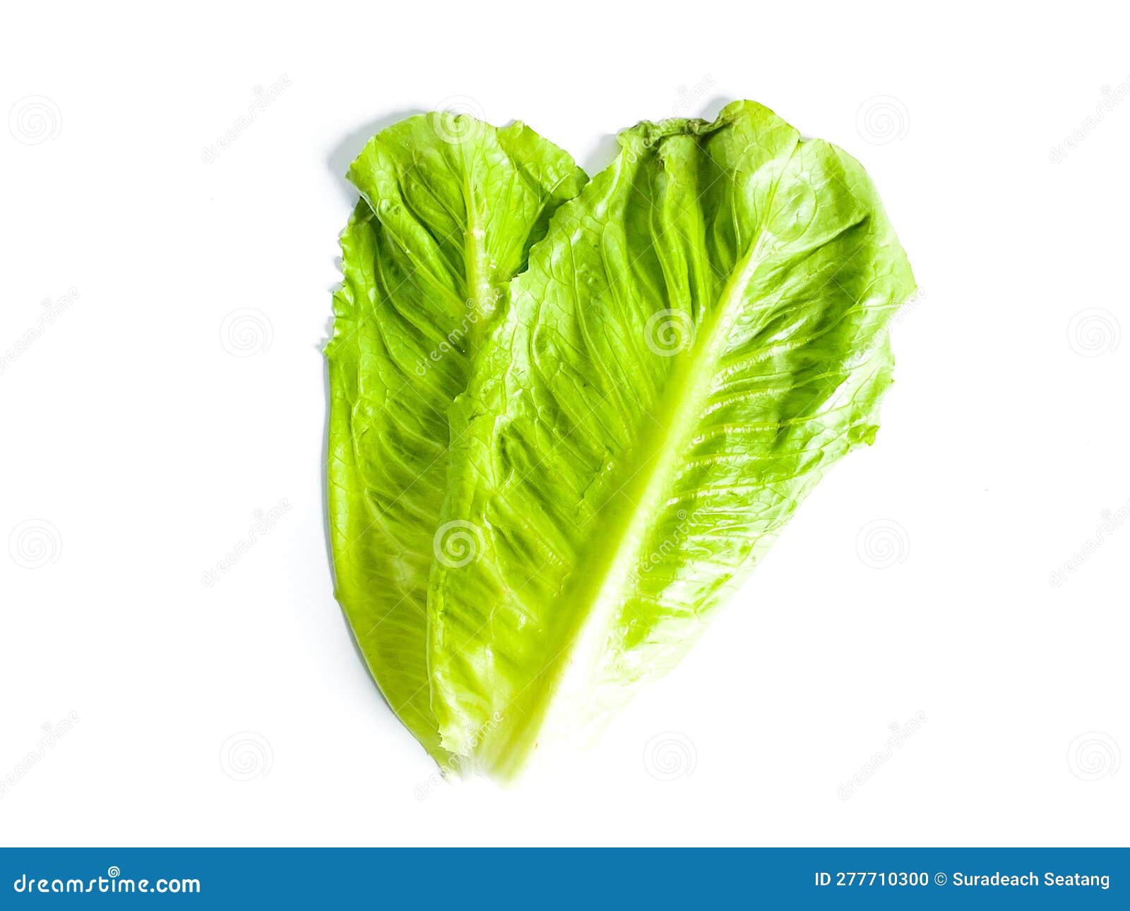 Fresh Green Cos Lettuce Leaf Isolate on White Stock Photo - Image of ...