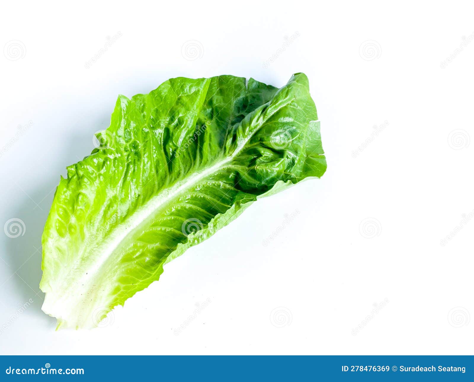 Fresh Green Cos Lettuce Leaf Isolate on White Stock Image - Image of ...