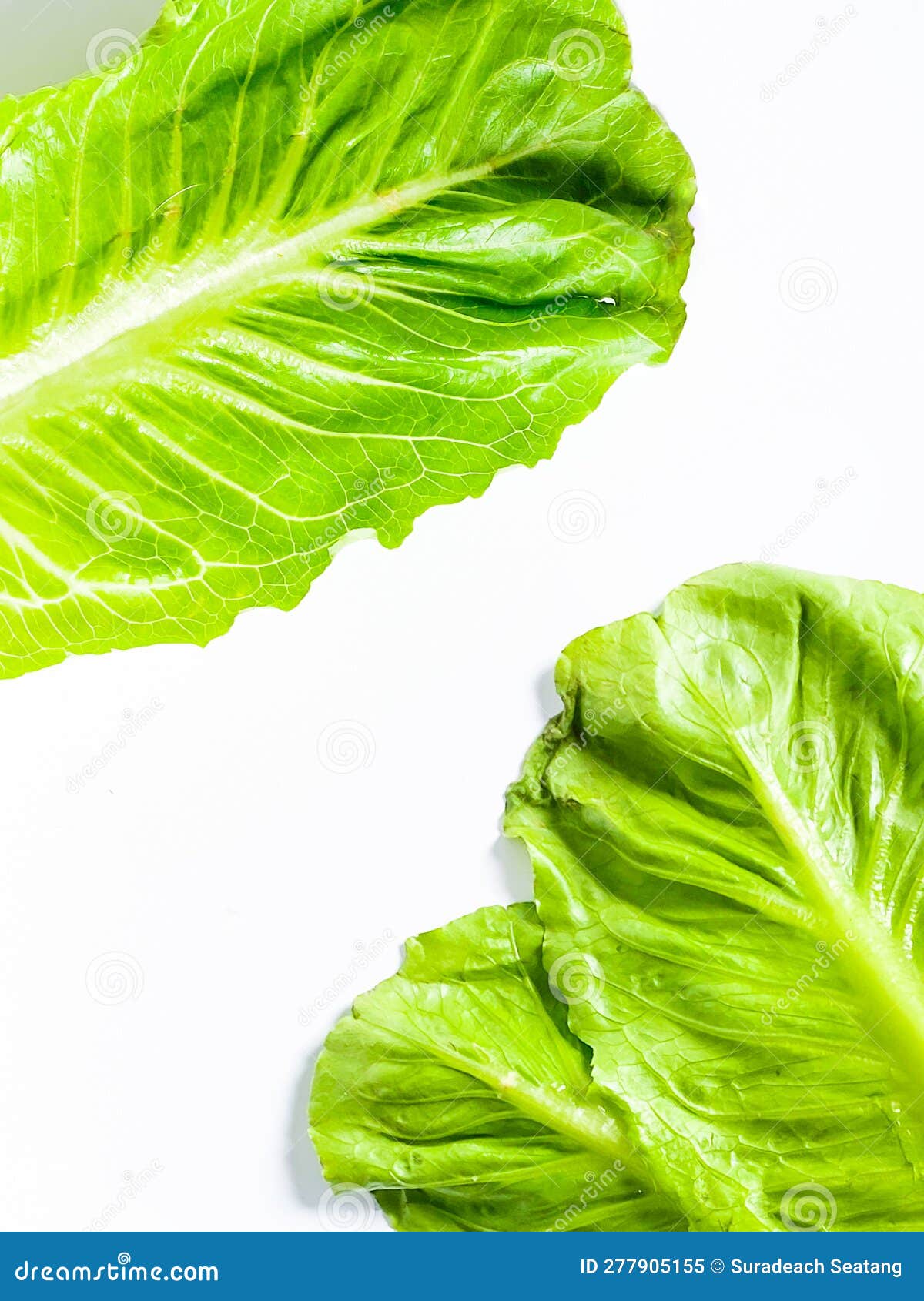 Fresh Green Cos Lettuce Leaf Isolate on White Stock Image - Image of ...