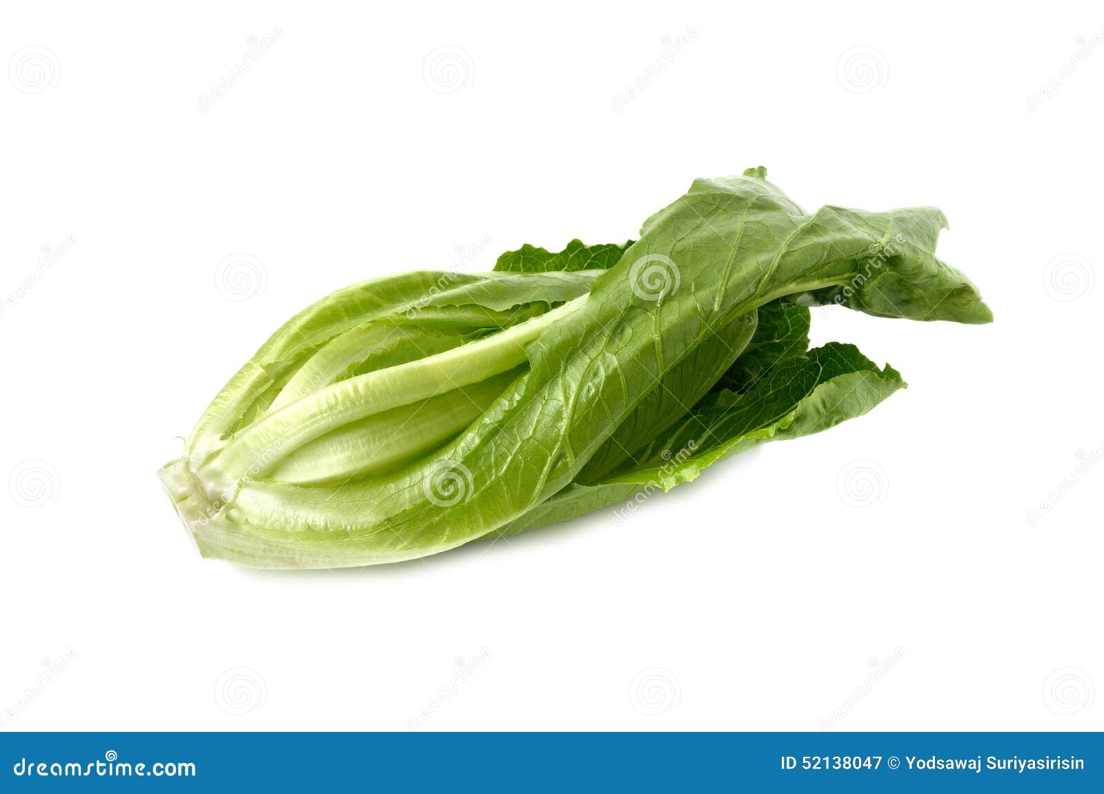 Fresh Green Cos Lettuce on White Stock Image - Image of plant, organic ...