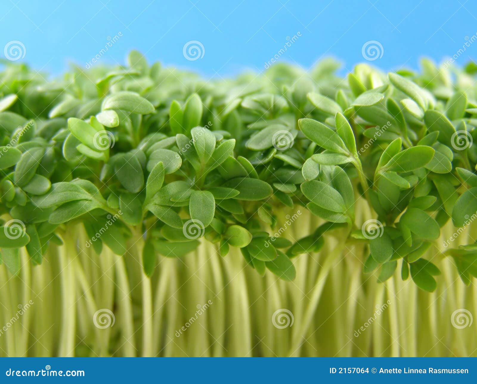 Fresh green cress stock photo. Image of sprout, ingredient - 2157064