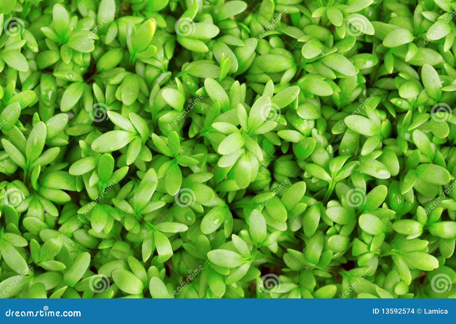 Fresh green cress close-up stock photo. Image of grow - 13592574
