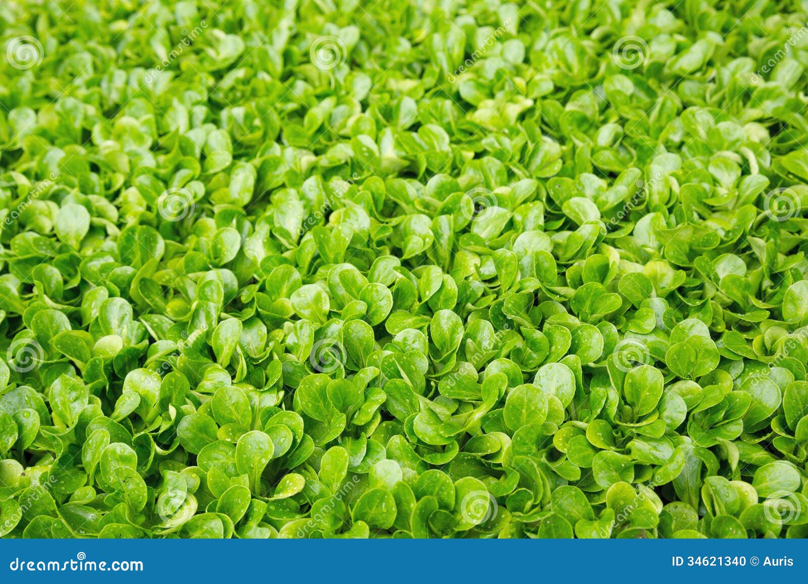Fresh green cress stock photo. Image of organic, food - 34621340